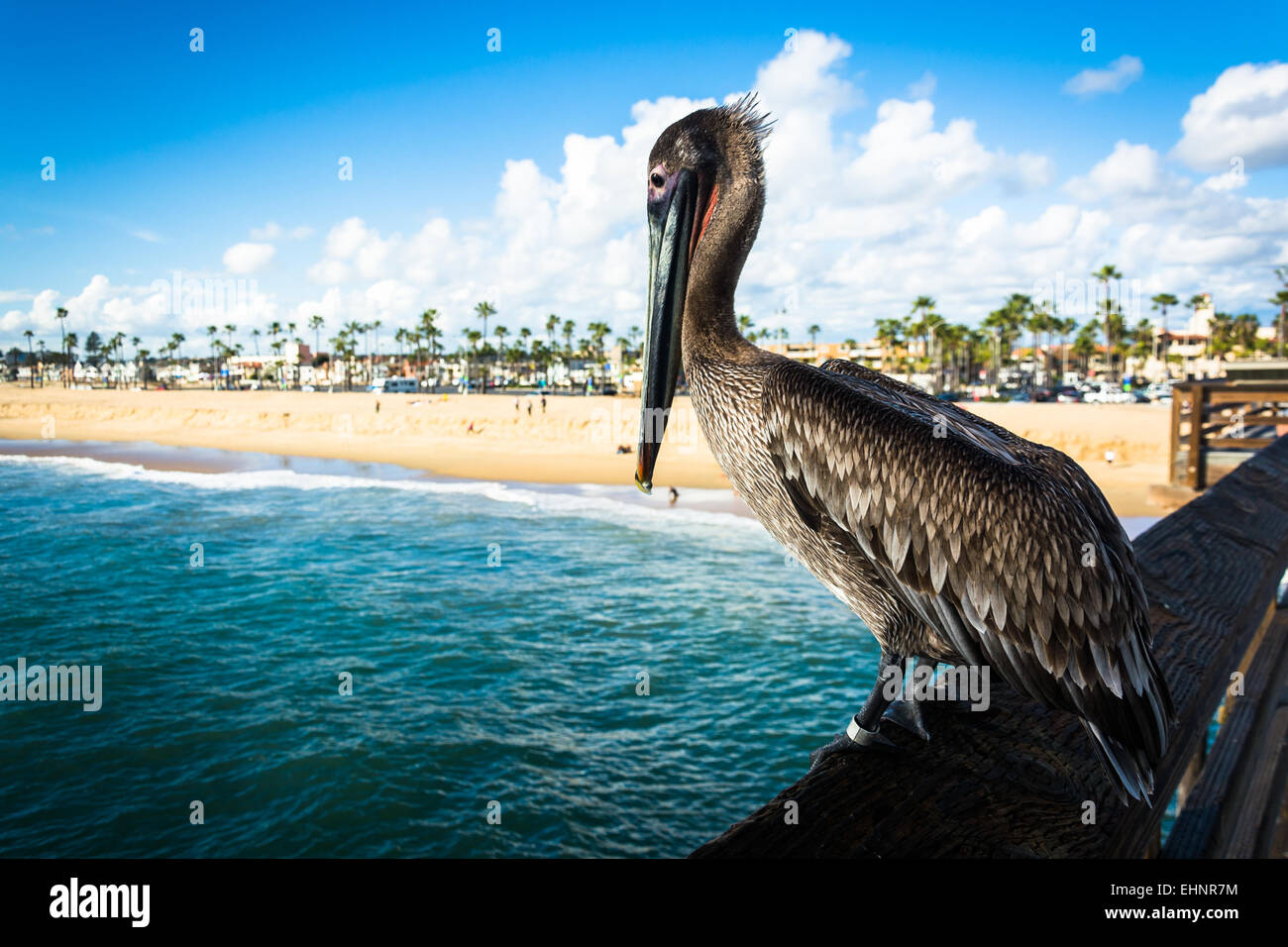 Pelican on the Balboa Pier, in Newport Beach, California Stock Photo ...