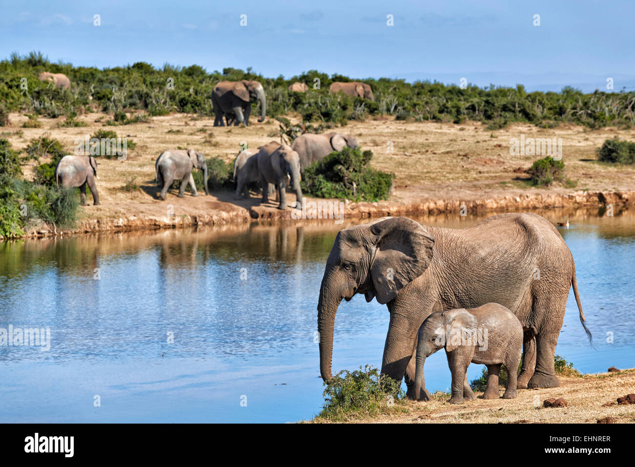 African bush elephants with youngster (Loxodonta africana), Addo ...