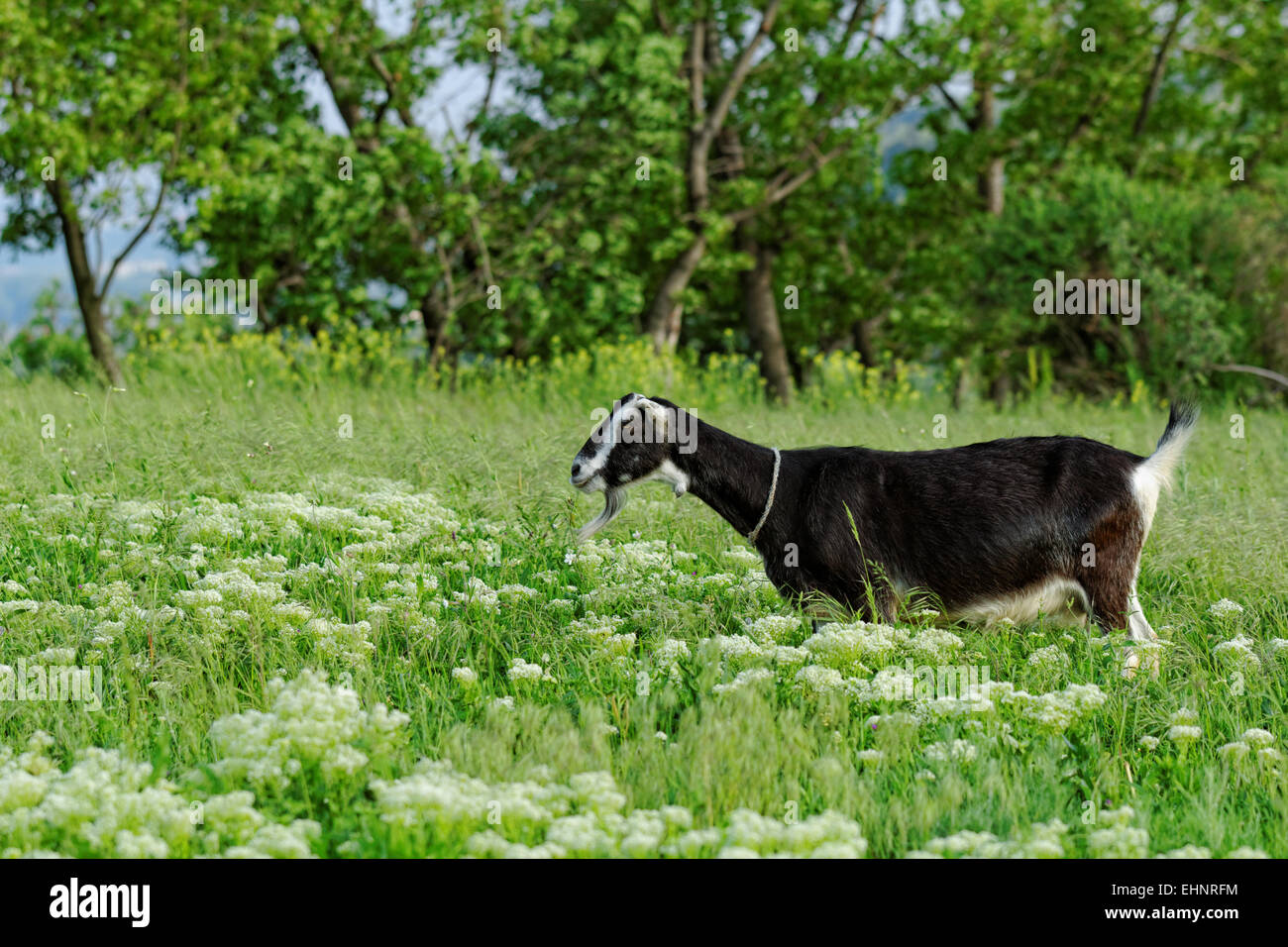 Goats grazing in the meadow Stock Photo - Alamy