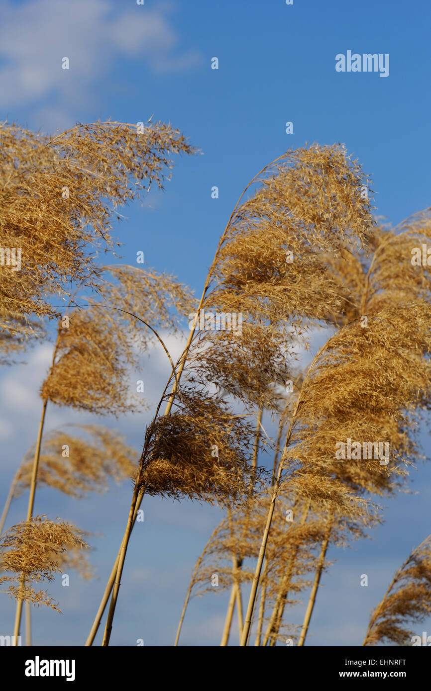 Warm weather bright weather hi-res stock photography and images - Alamy