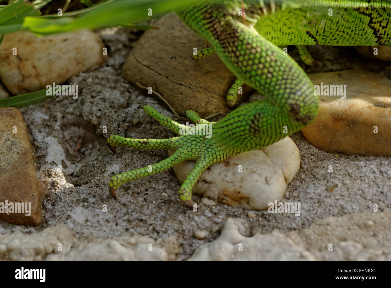 green iguana feet on the rock Stock Photo - Alamy