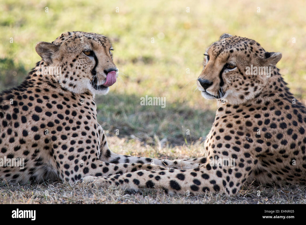 Cheetah, Gepard,Acinonyx jubatus Stock Photo - Alamy