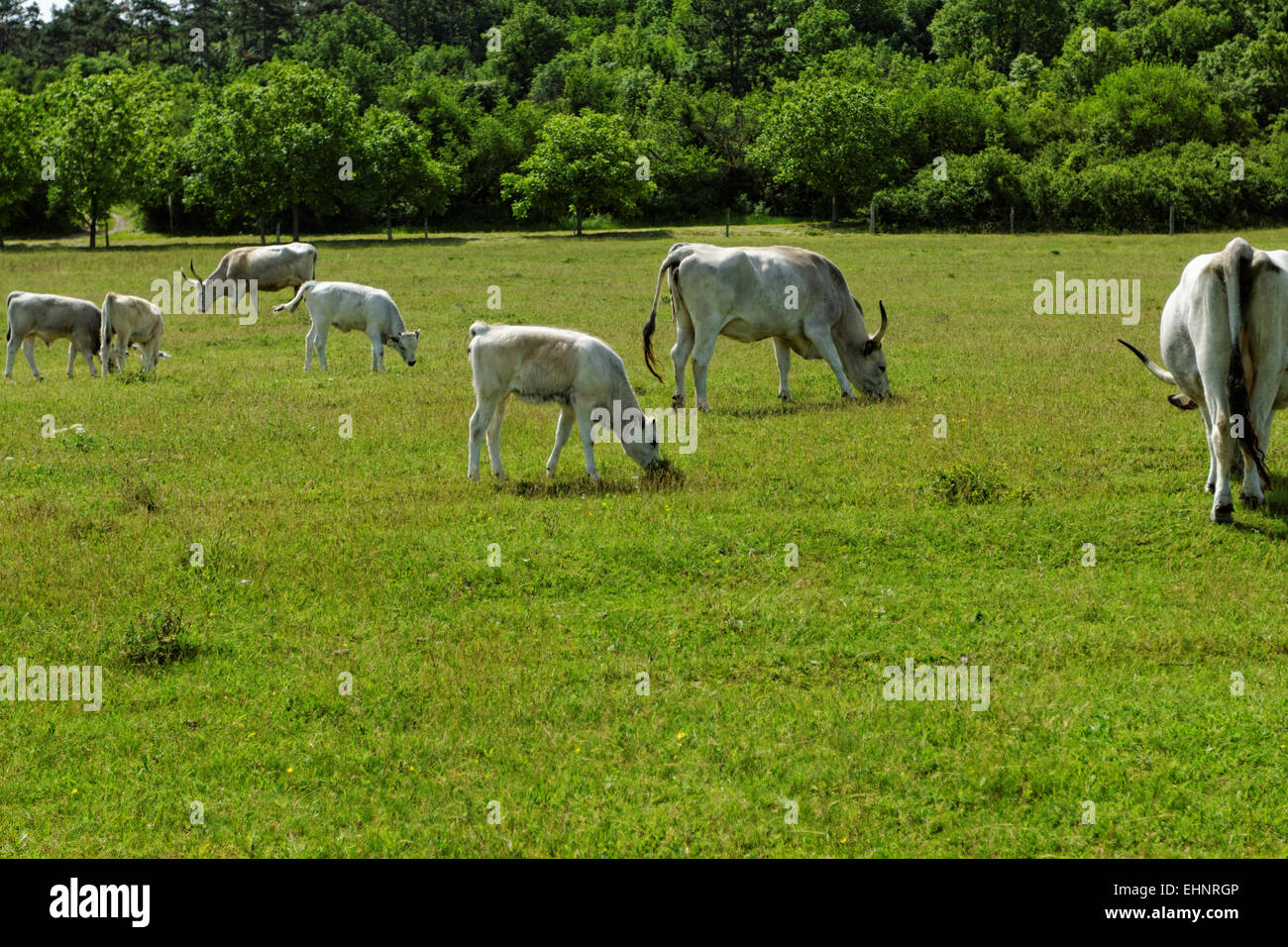 Ruminant Hungarian gray cattle bull on grass Stock Photo - Alamy