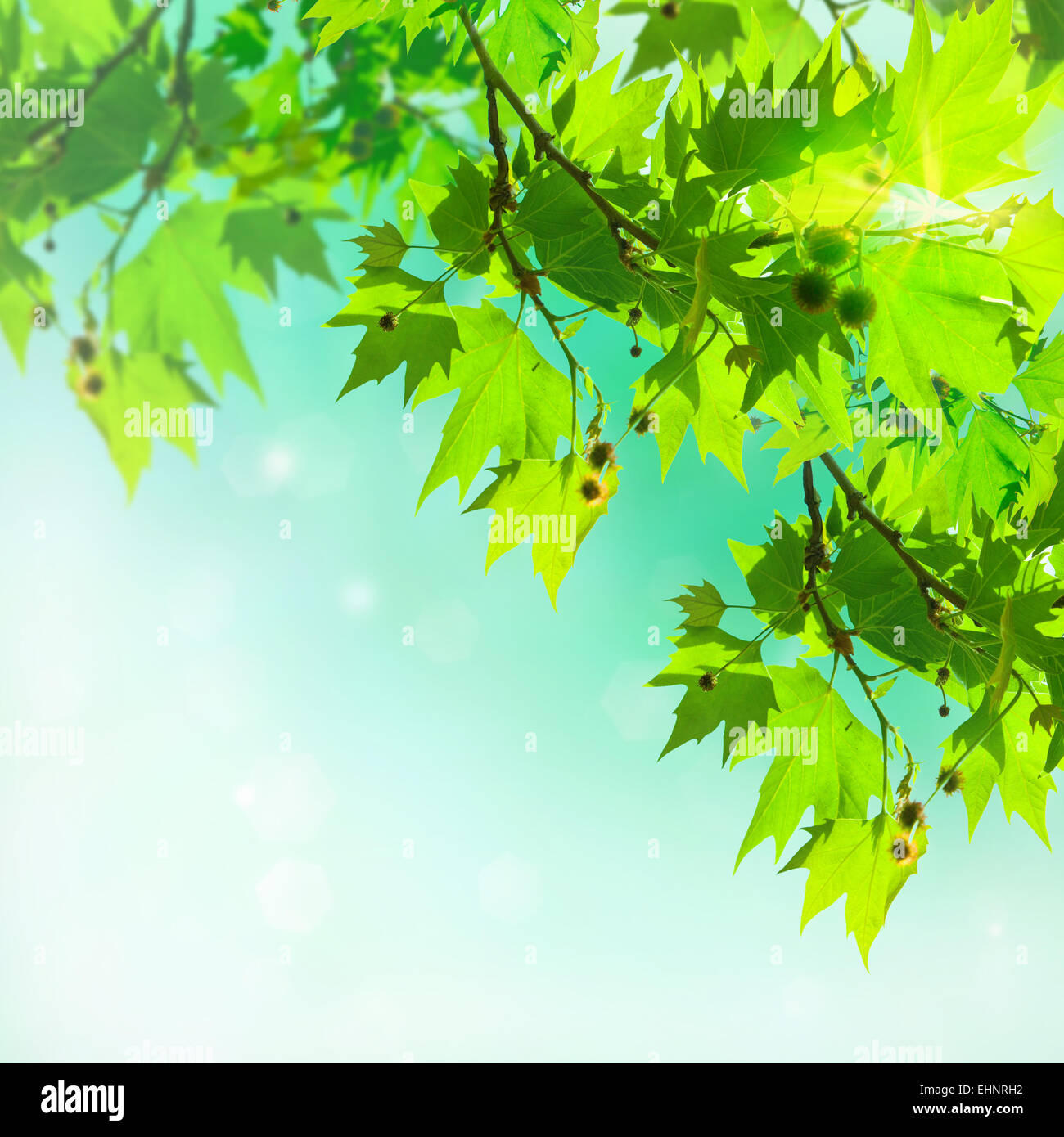 Plane tree leaves on an abstract background Stock Photo - Alamy