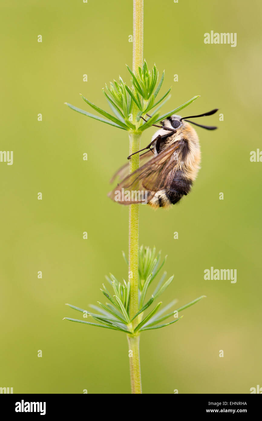 narrow-bordered bee hawkmoth Stock Photo - Alamy