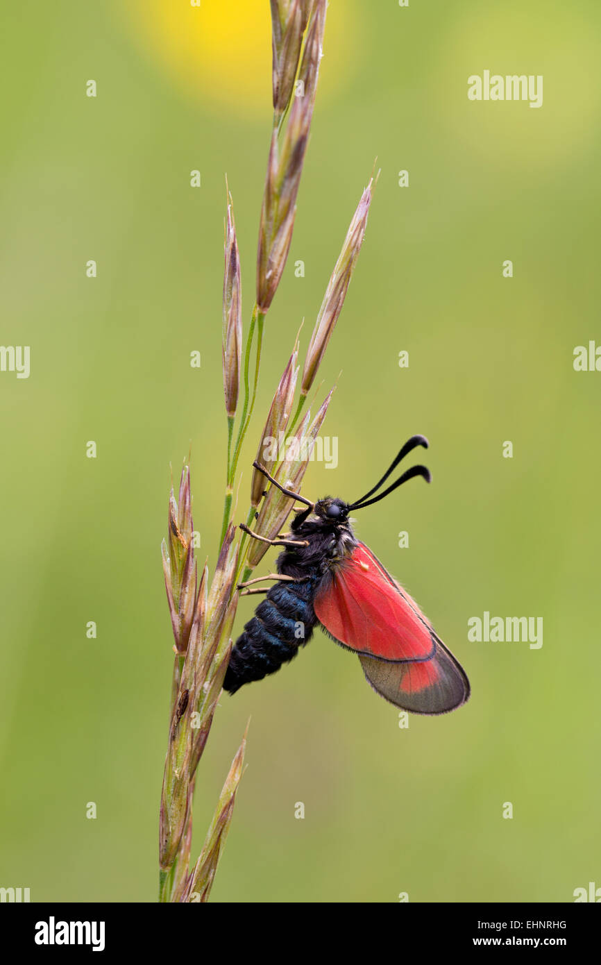 Transparent moth hi-res stock photography and images - Alamy