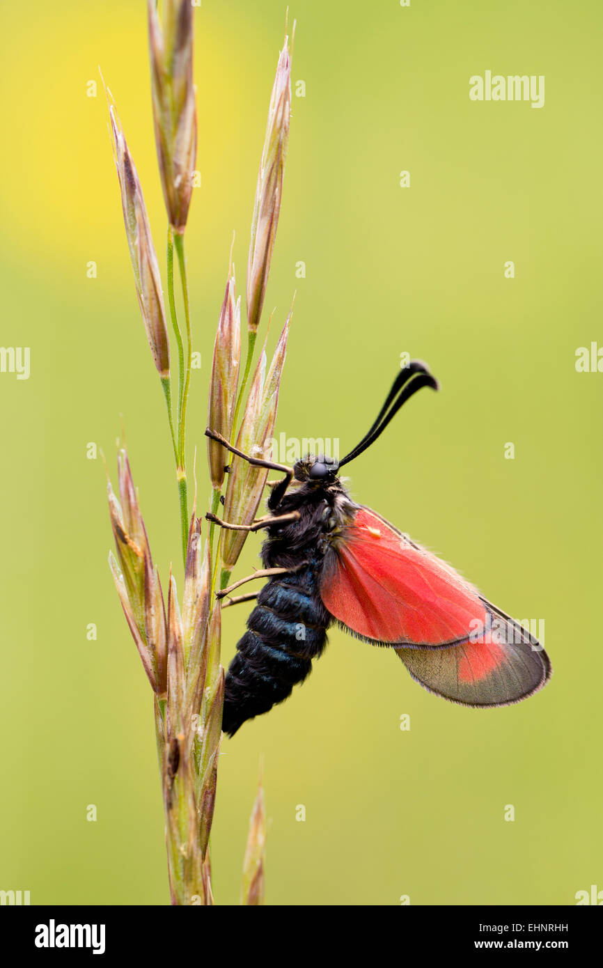 Transparent moth hi-res stock photography and images - Alamy