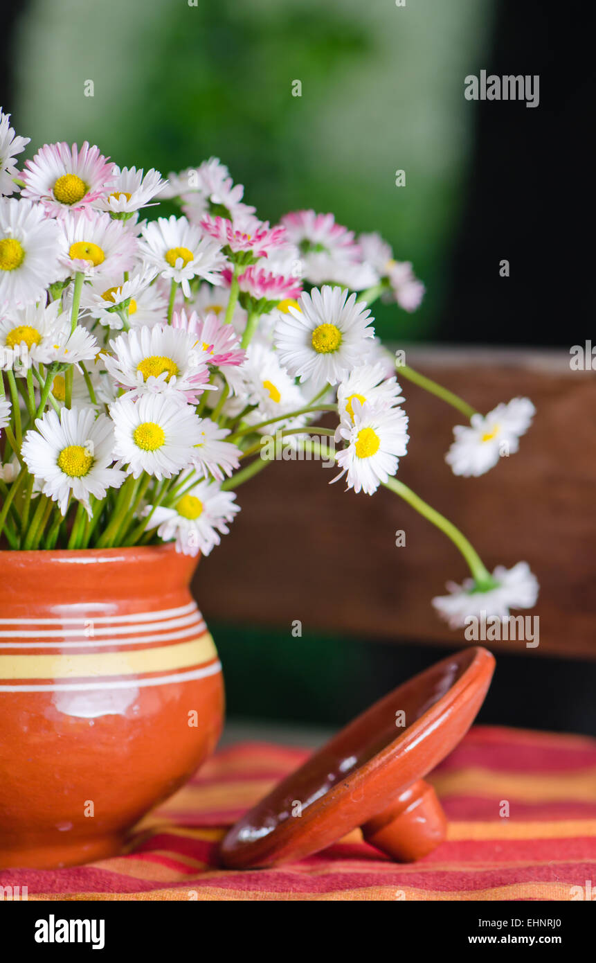 Beautiful daisy flowers in a pot Stock Photo - Alamy