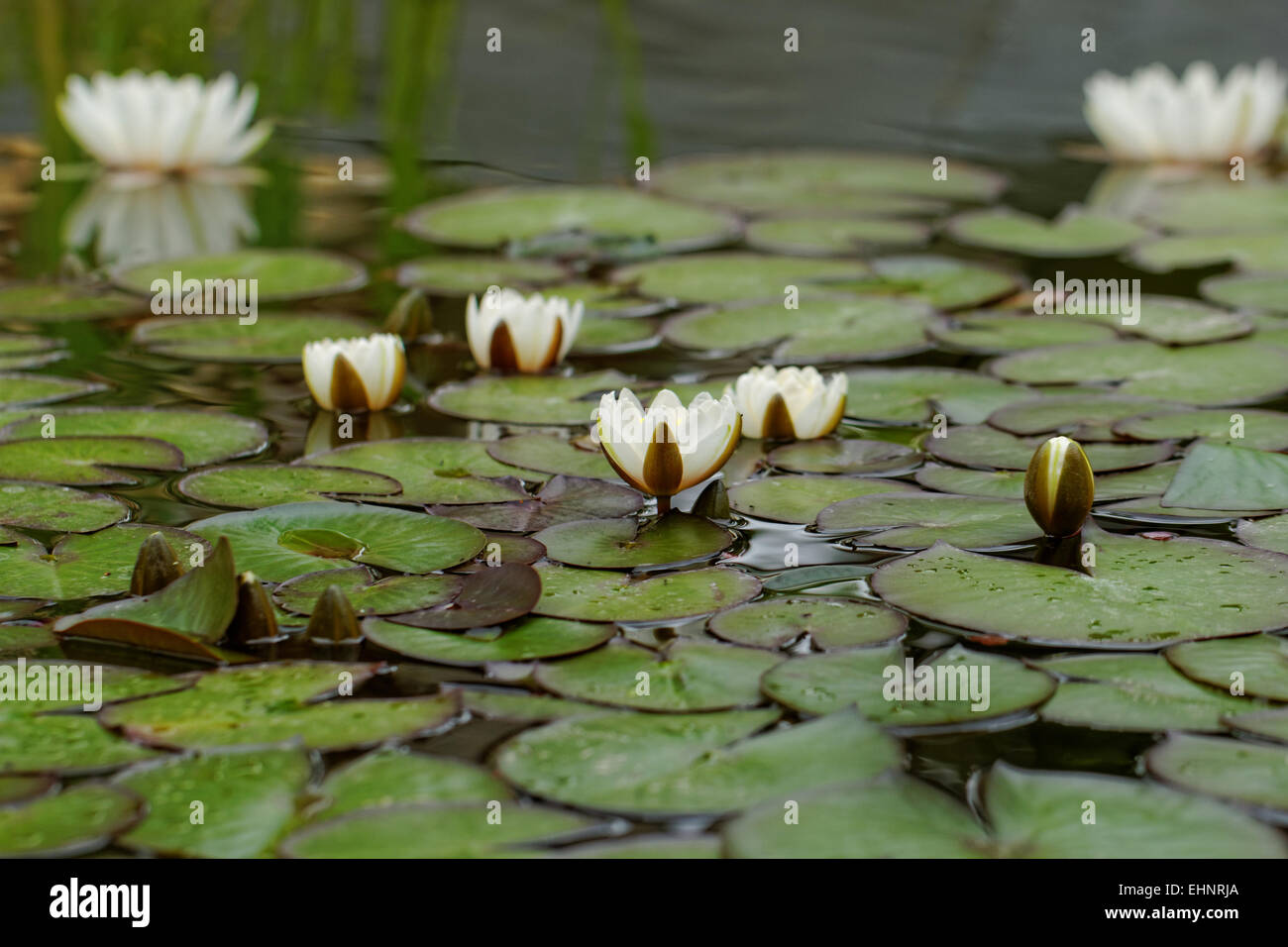Small water lily hi-res stock photography and images - Alamy