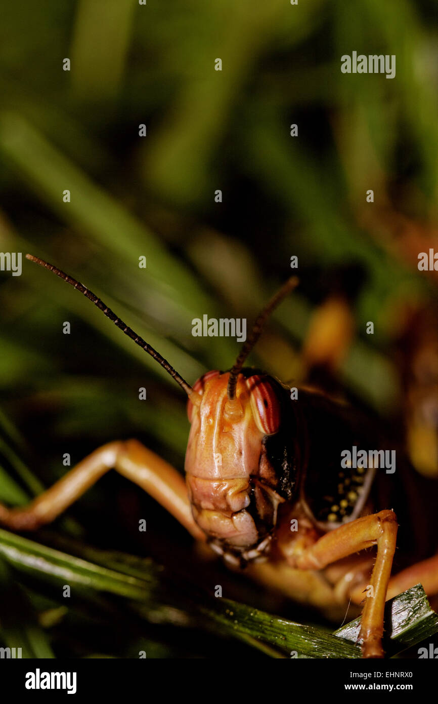 Eat in nature hi-res stock photography and images - Alamy