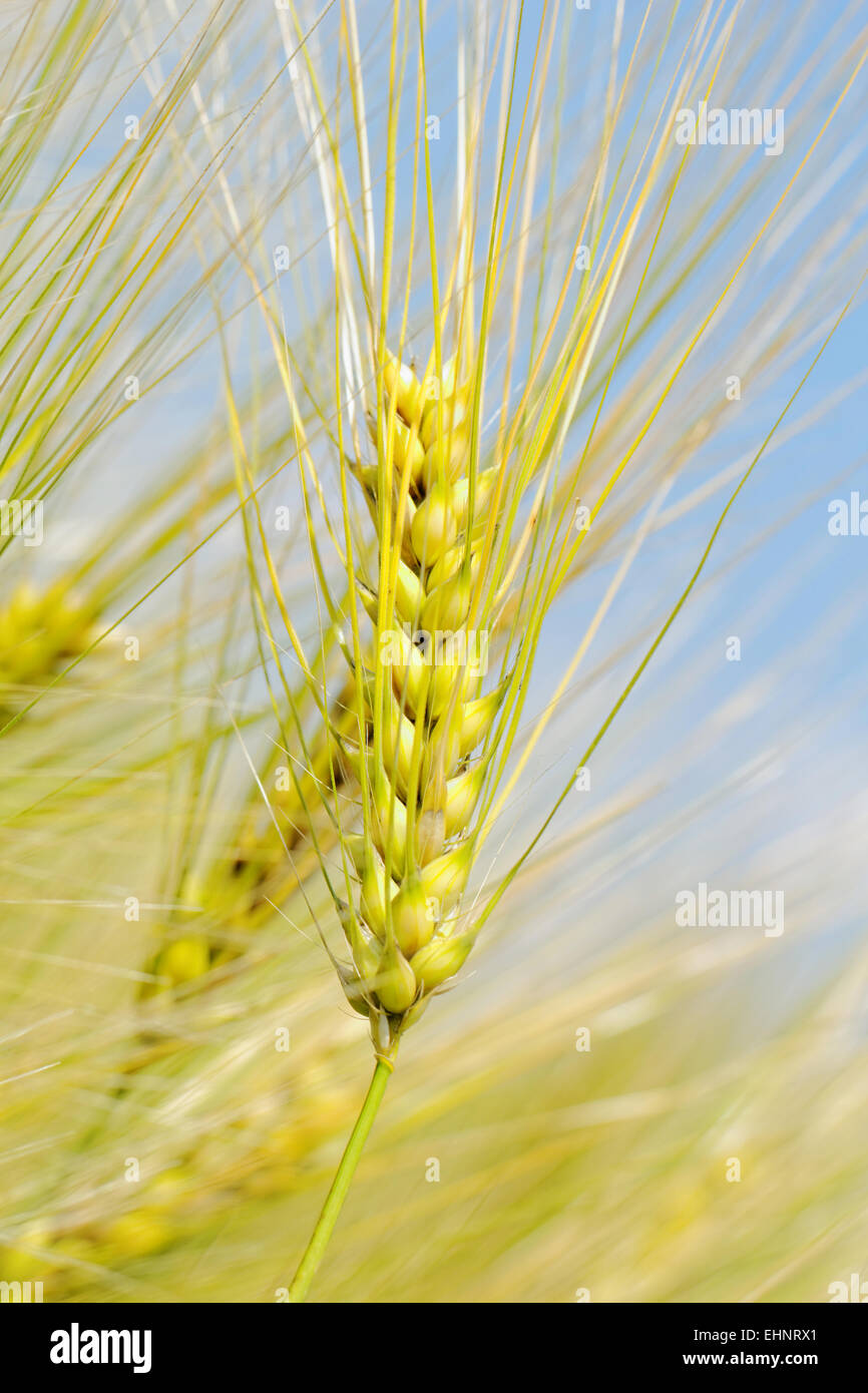 White whet hi-res stock photography and images - Alamy