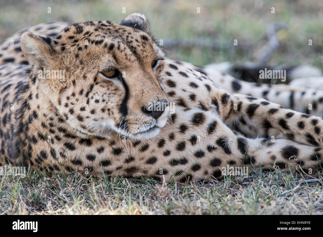 Cheetah, Gepard,Acinonyx jubatus Stock Photo - Alamy