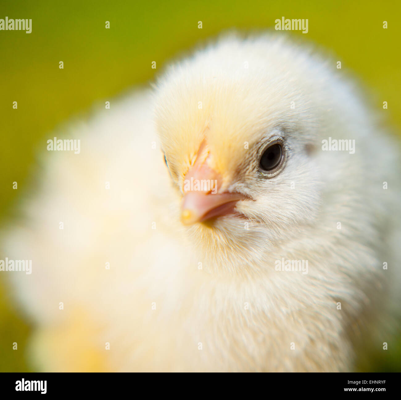 Little chick hi-res stock photography and images - Alamy