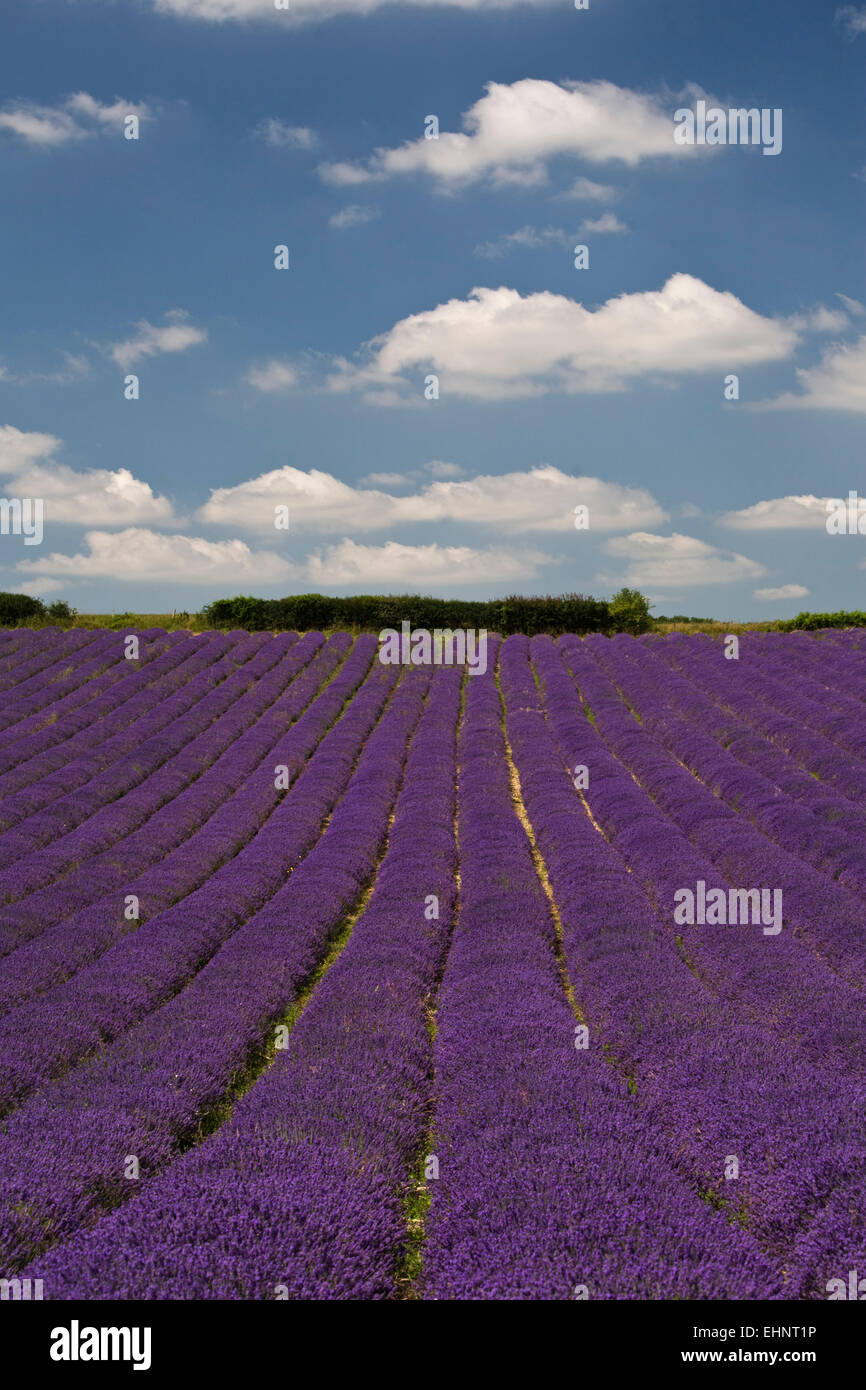 Lordington lavender field hi-res stock photography and images - Alamy