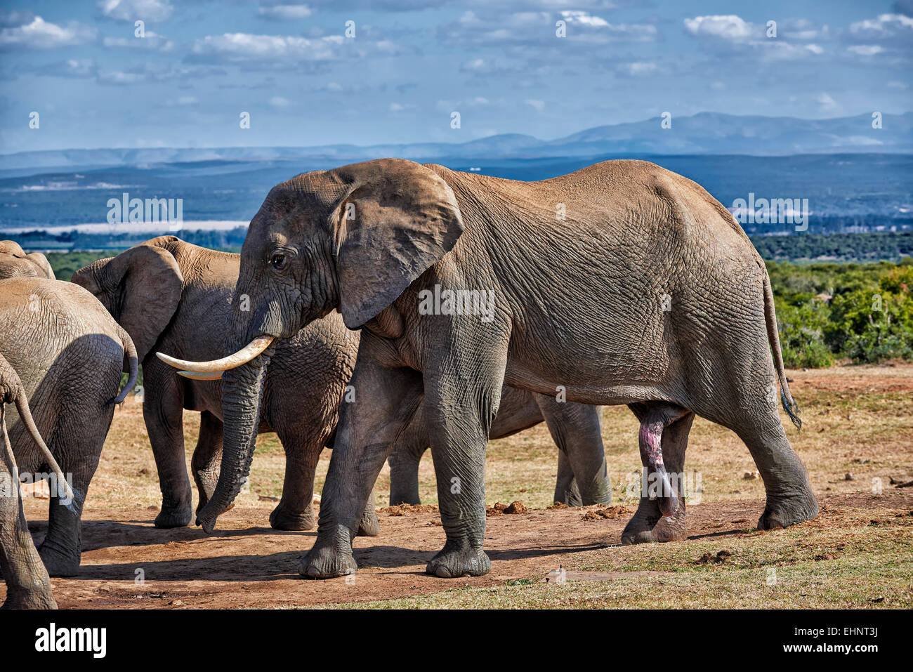 Big male african bush elephant hi-res stock photography and images - Alamy