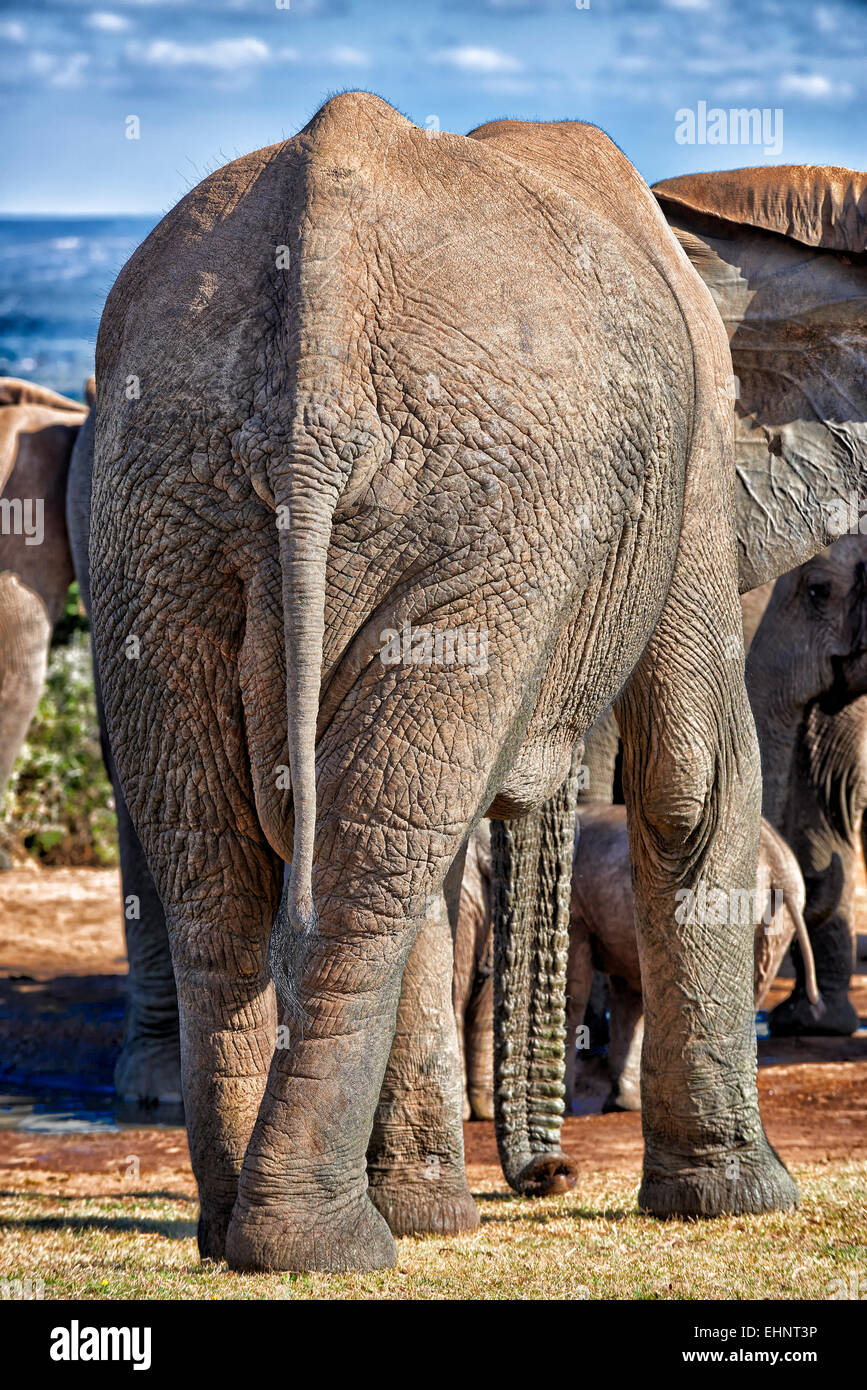 Backside of a African bush elephant (Loxodonta africana), Addo Elephant ...