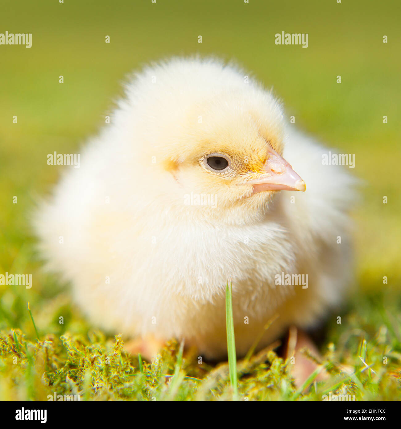 Cute little chick on green meadow Stock Photo - Alamy