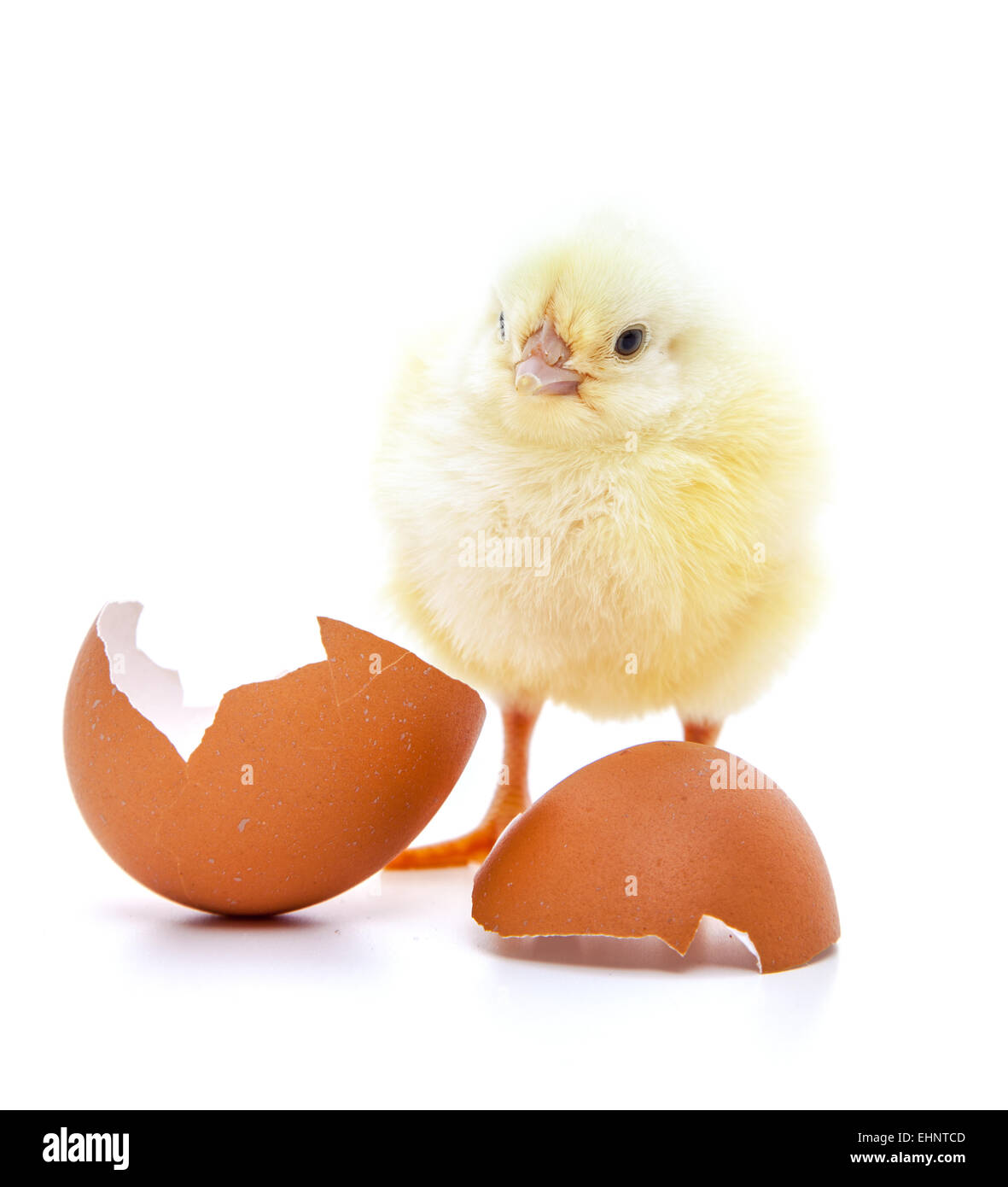 Poultry farm Cut Out Stock Images & Pictures - Alamy