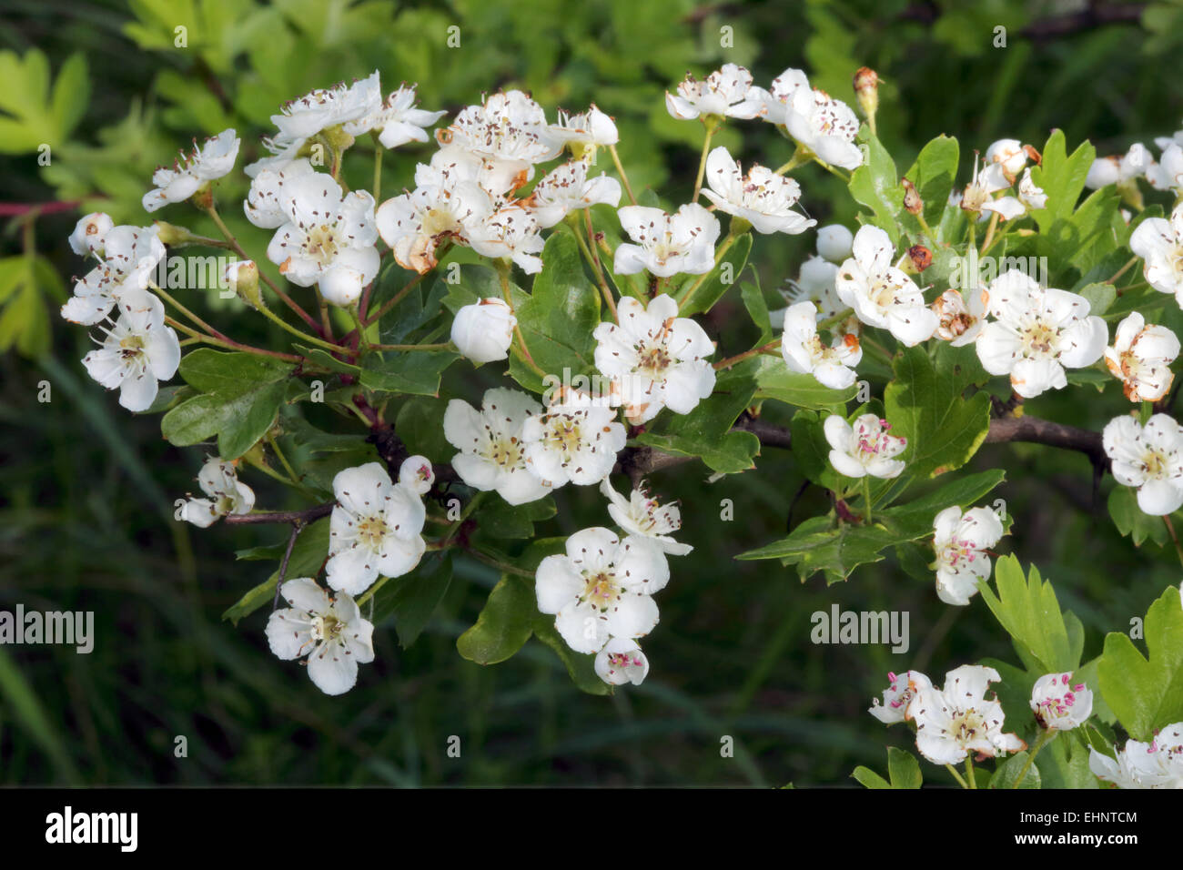 Crataegus monogyna, Common Hawthorn Stock Photo - Alamy