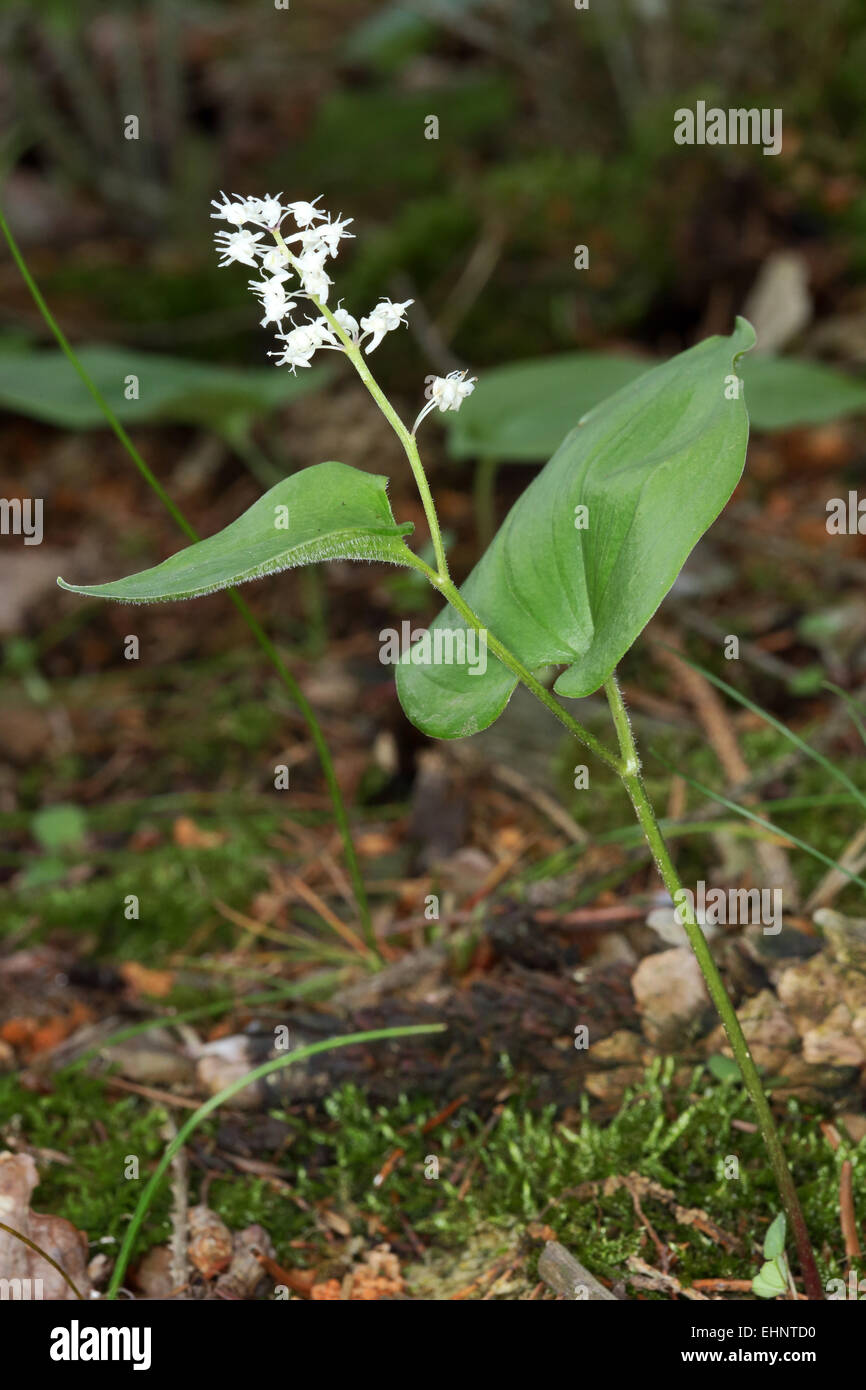 Maianthemum bifolium, May lily Stock Photo - Alamy