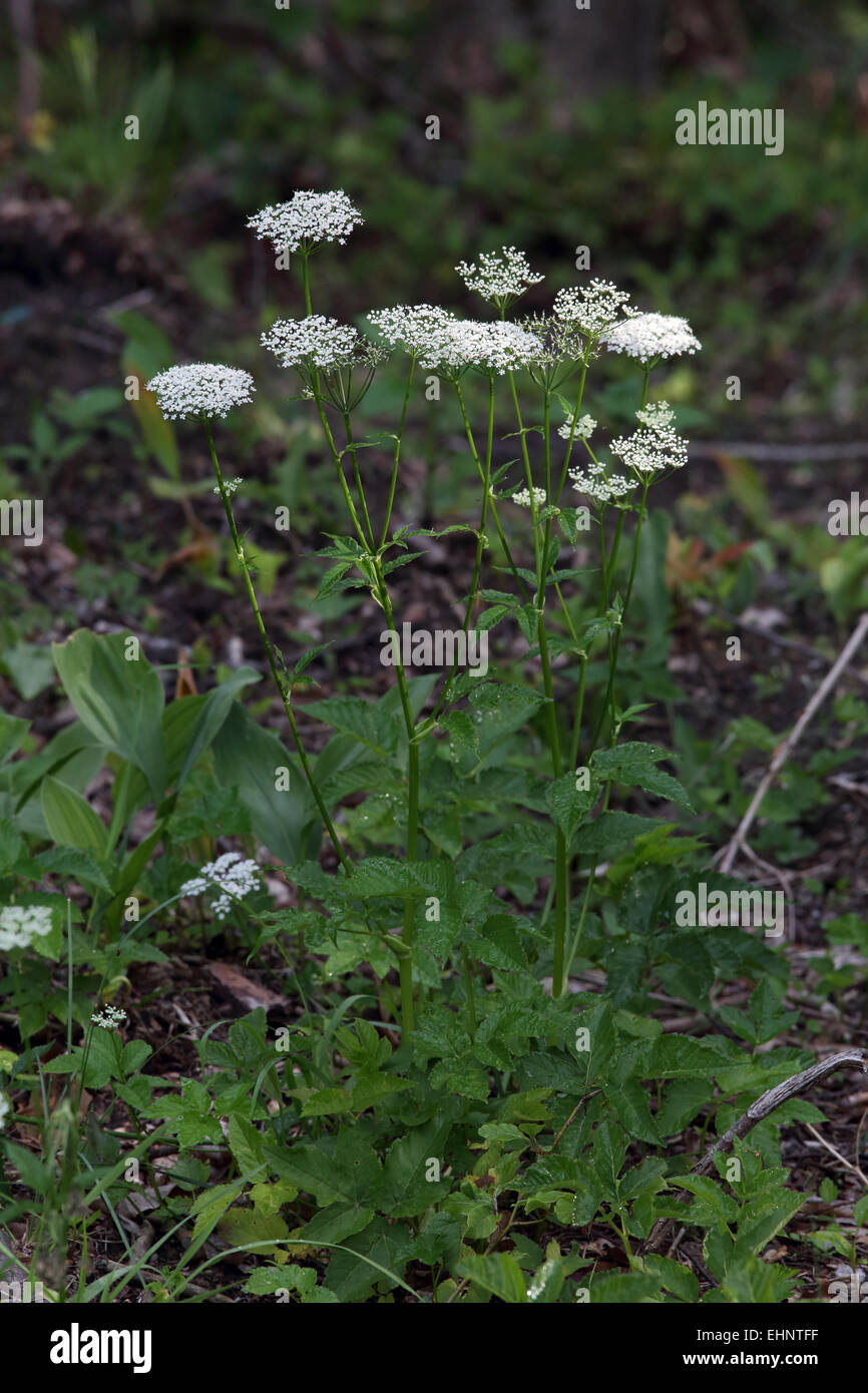 Aegopodium podagraria, Ground Elder Stock Photo - Alamy