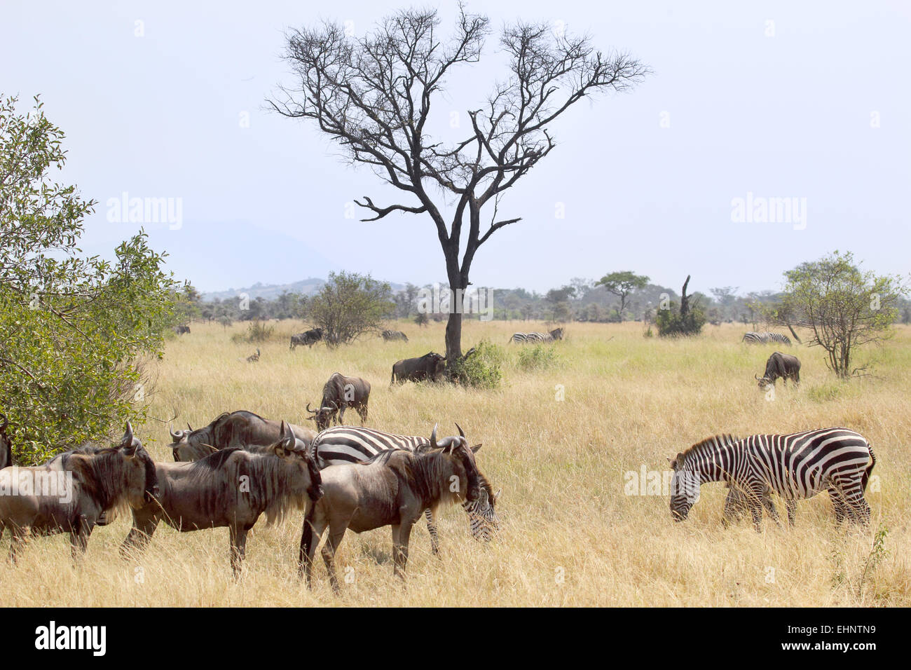Kenya cow zebras' High Resolution Stock Photography and Images - Alamy