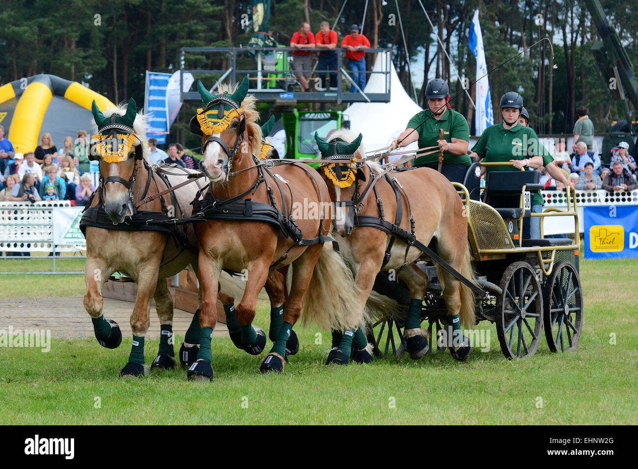 Draft Horse Racing in Germany Stock Photo - Alamy
