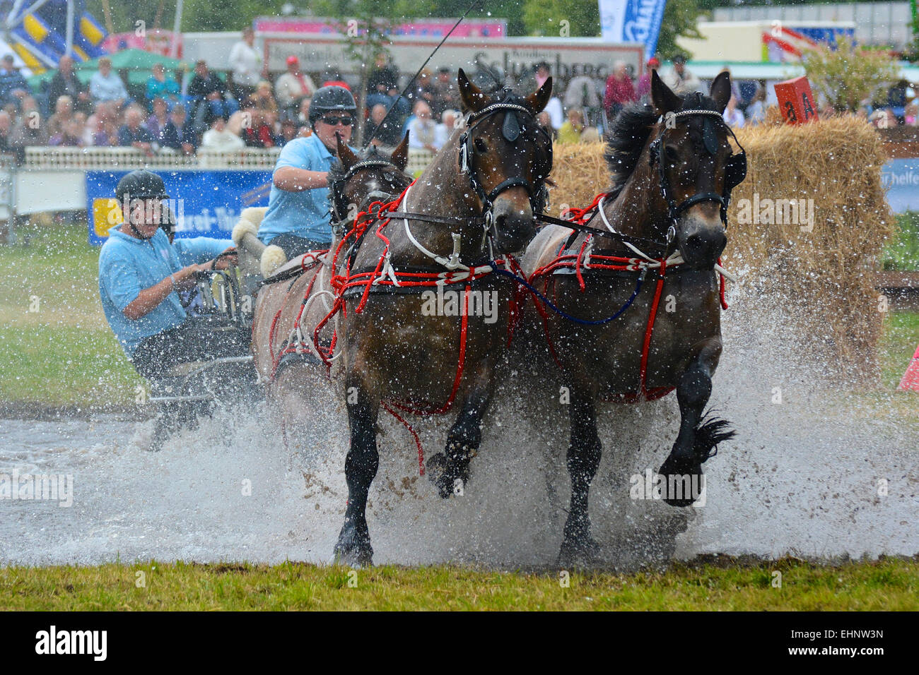 Draft Horse Racing in Germany Stock Photo - Alamy