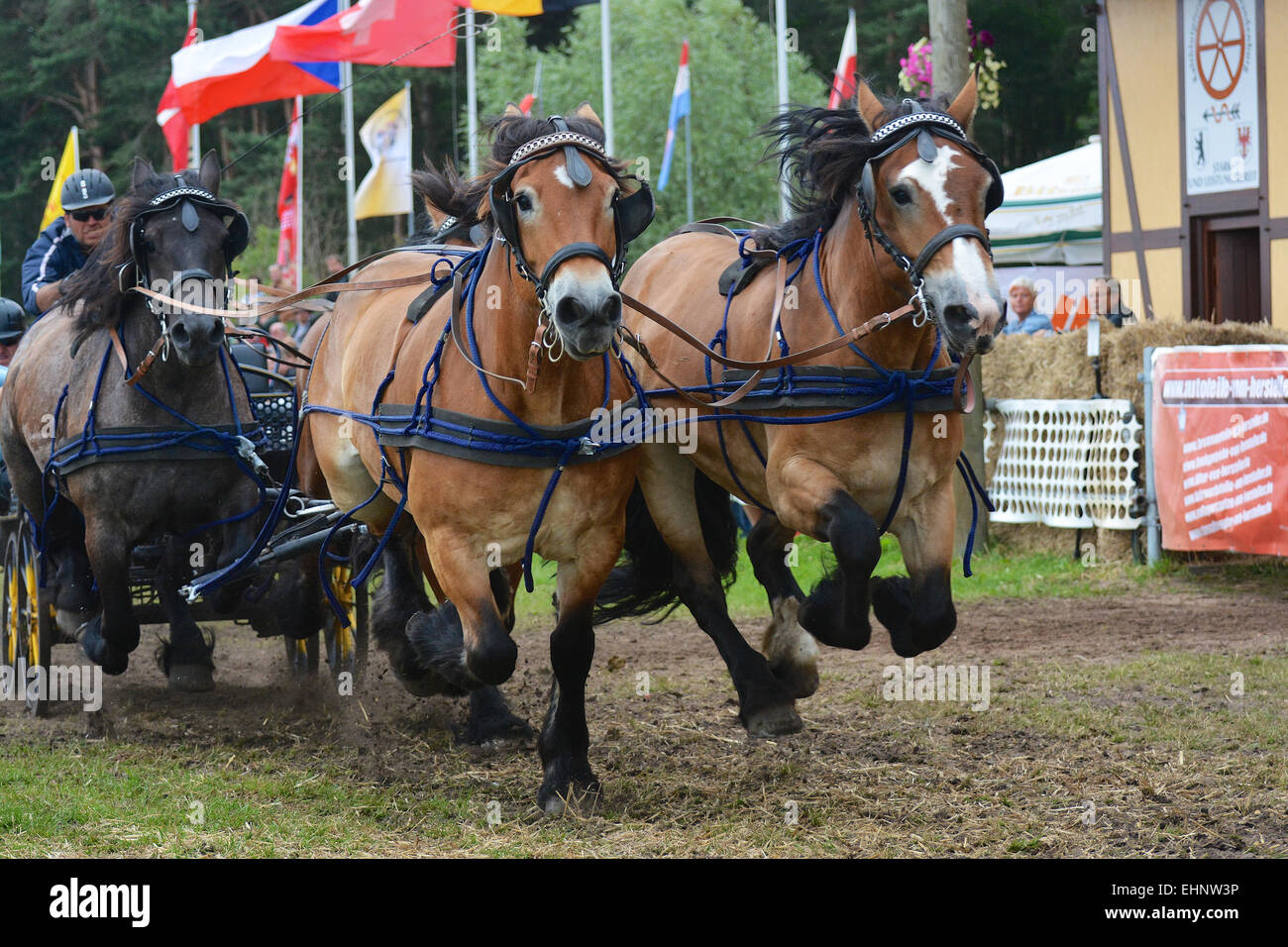 Draft Horse Racing in Germany Stock Photo - Alamy