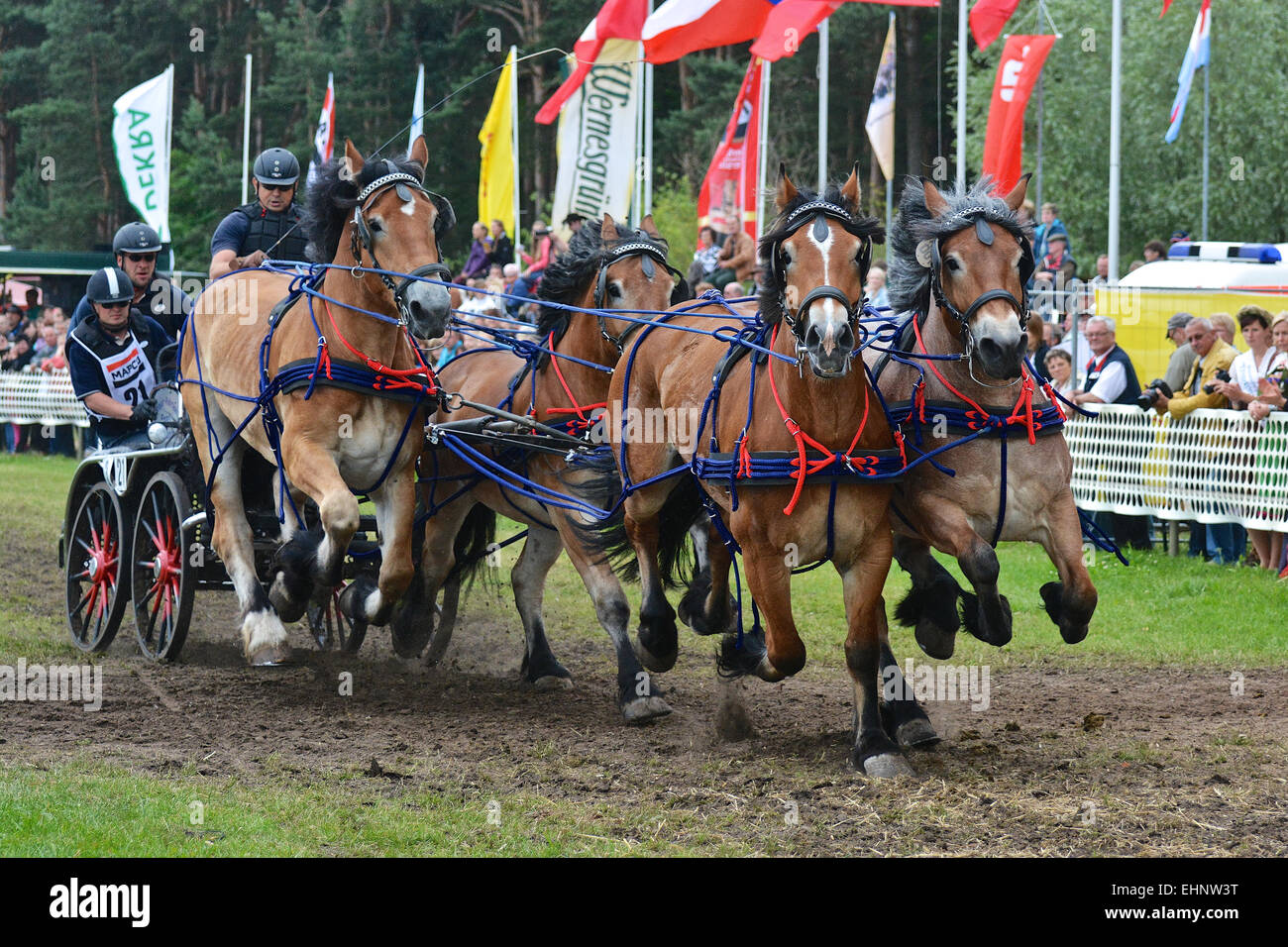 Draft Horse Racing in Germany Stock Photo - Alamy