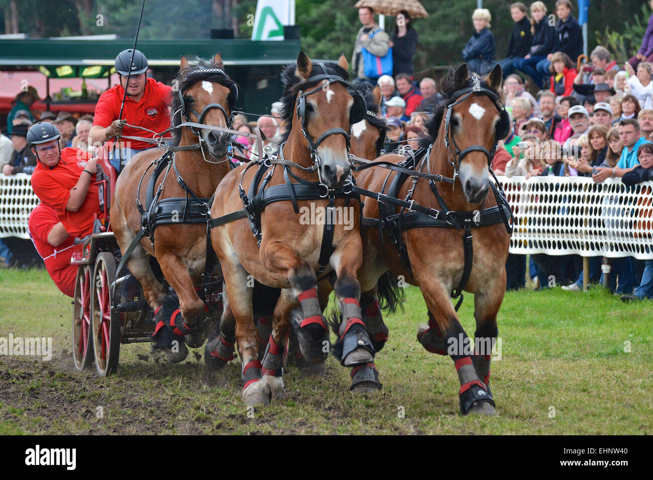 Draft Horse Racing in Germany Stock Photo - Alamy