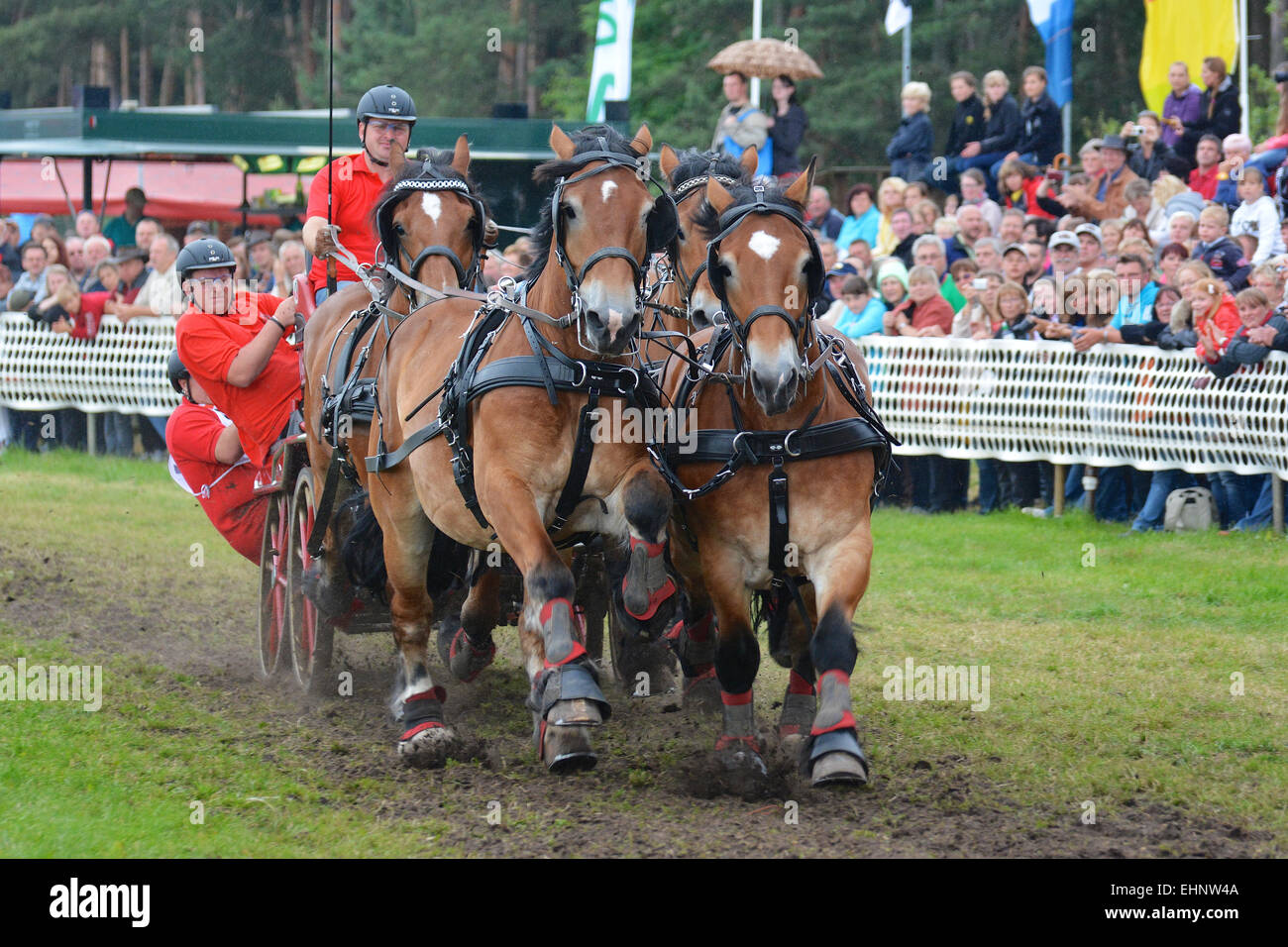 Draft horse deutschland hi-res stock photography and images - Alamy