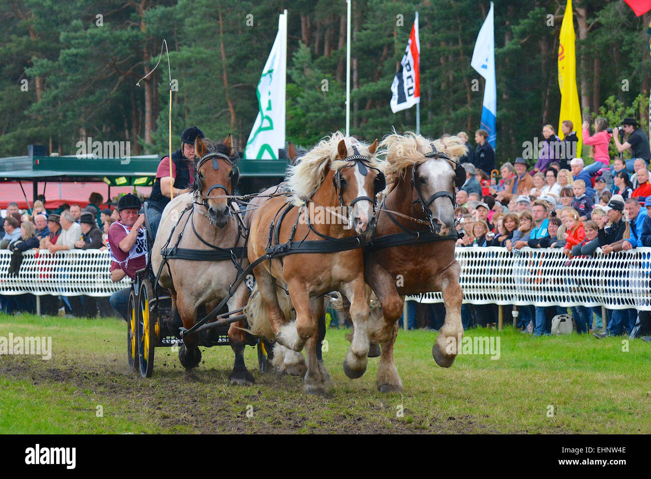 Draft Horse Racing in Germany Stock Photo - Alamy