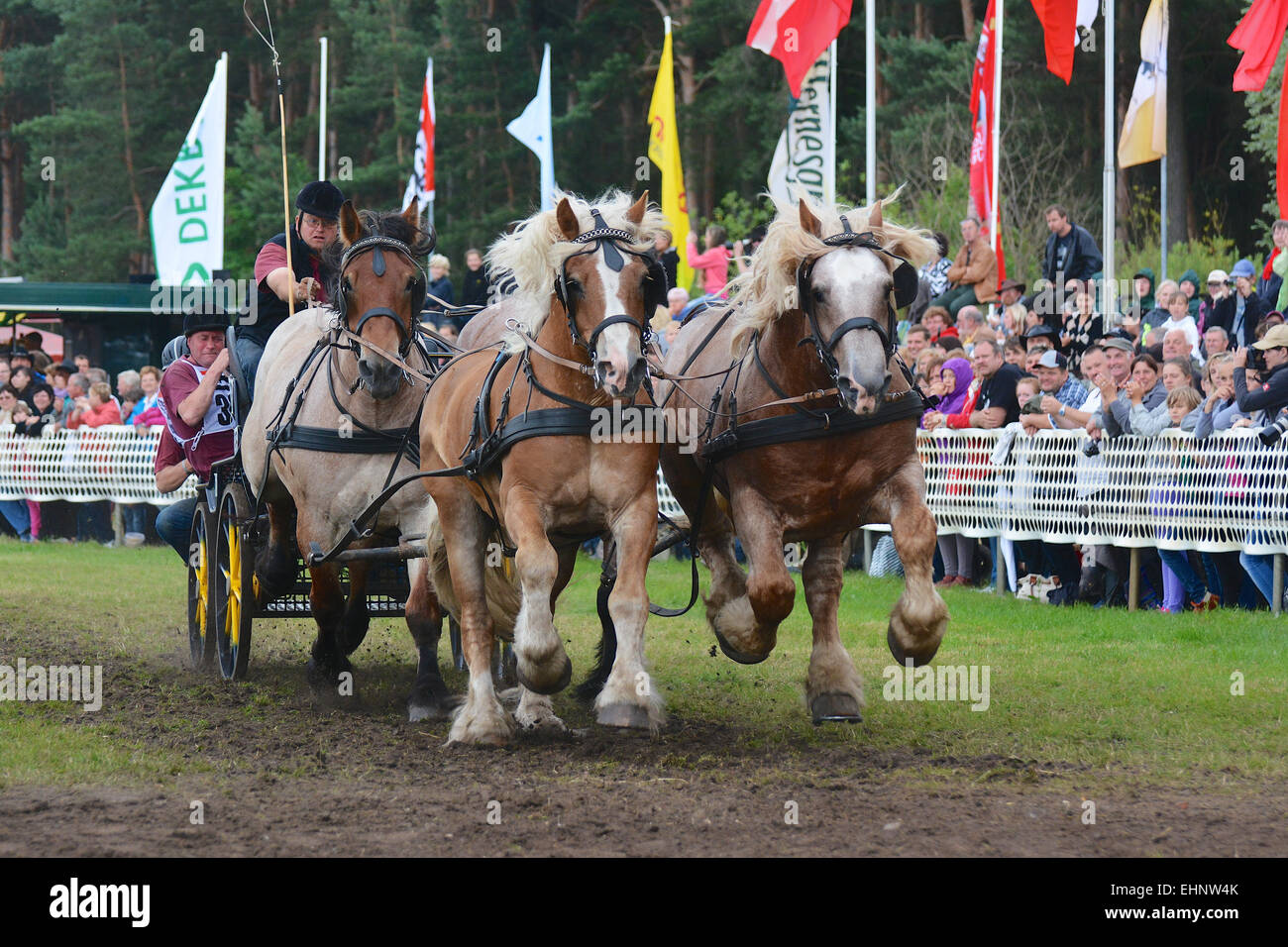 Draft Horse Racing in Germany Stock Photo - Alamy