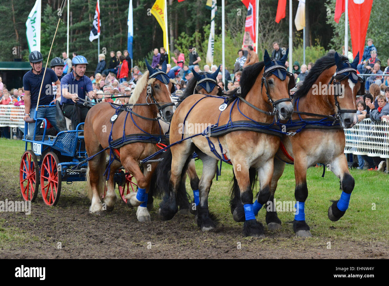 Draft Horse Racing in Germany Stock Photo - Alamy