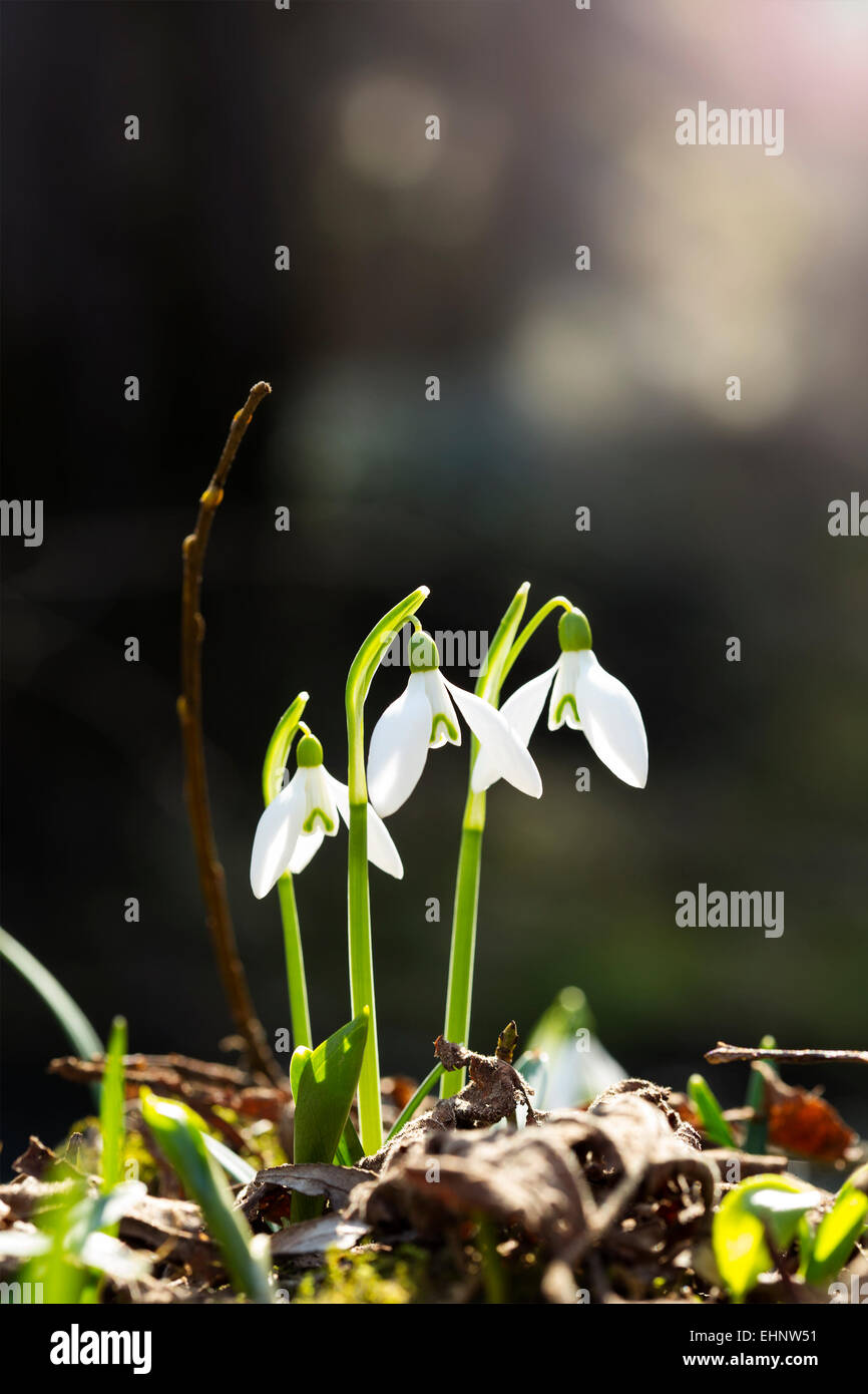 Snowdrops in a nature lit by sun Stock Photo - Alamy
