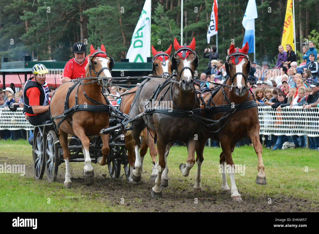 Draft Horse Racing in Germany Stock Photo - Alamy