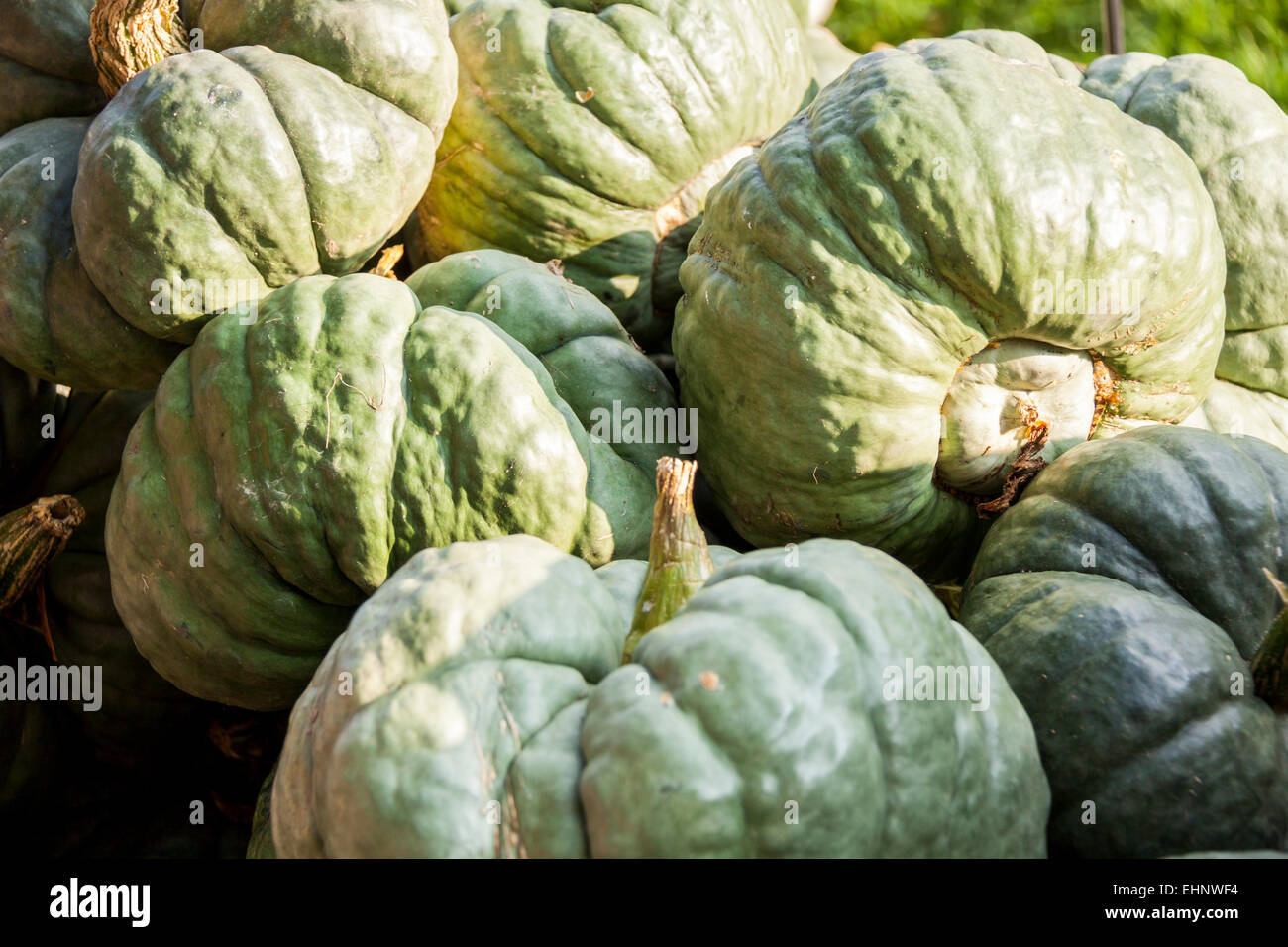 Triamble pumpkin hi-res stock photography and images - Alamy