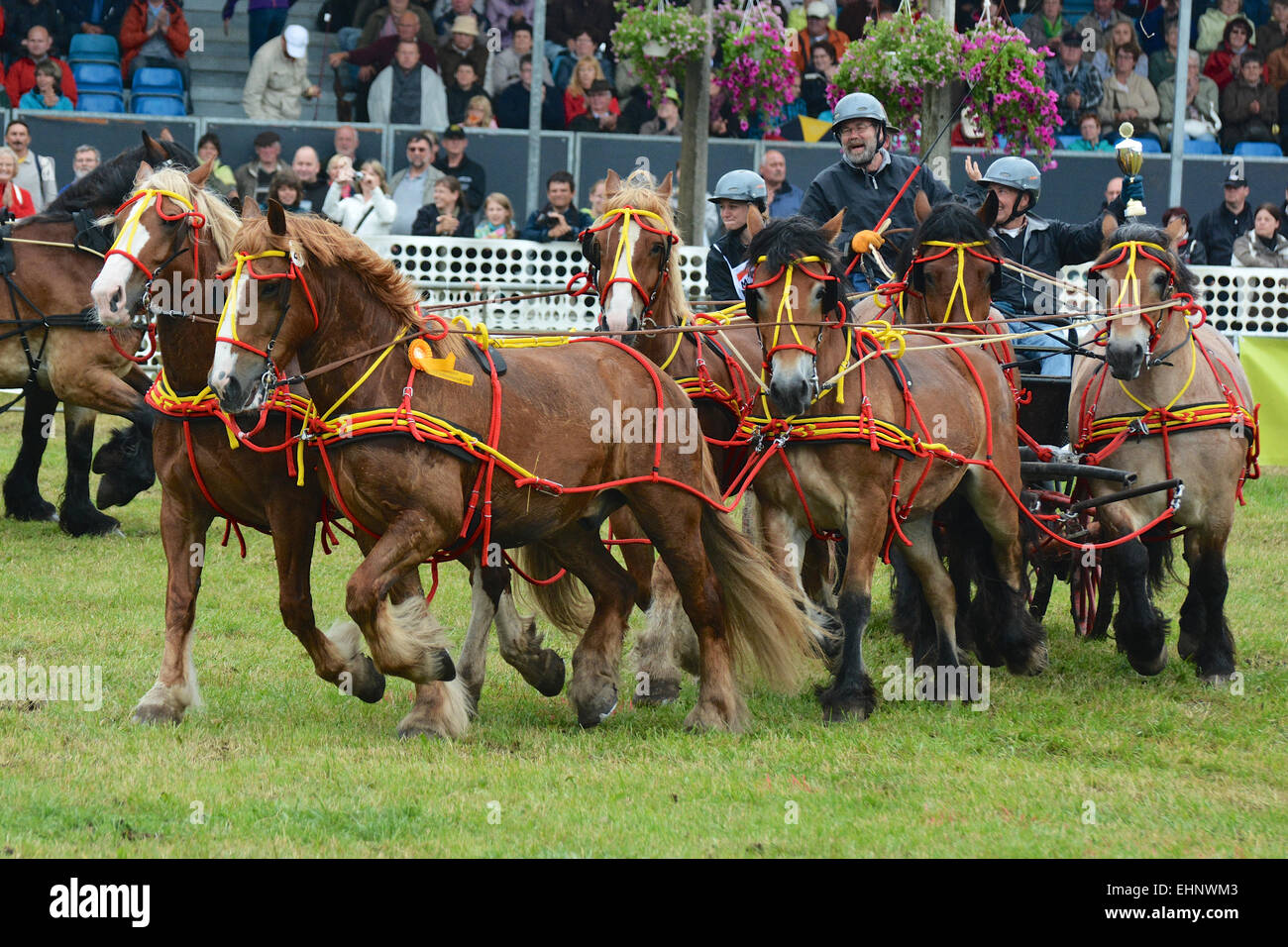 Draft Horse Racing in Germany Stock Photo - Alamy