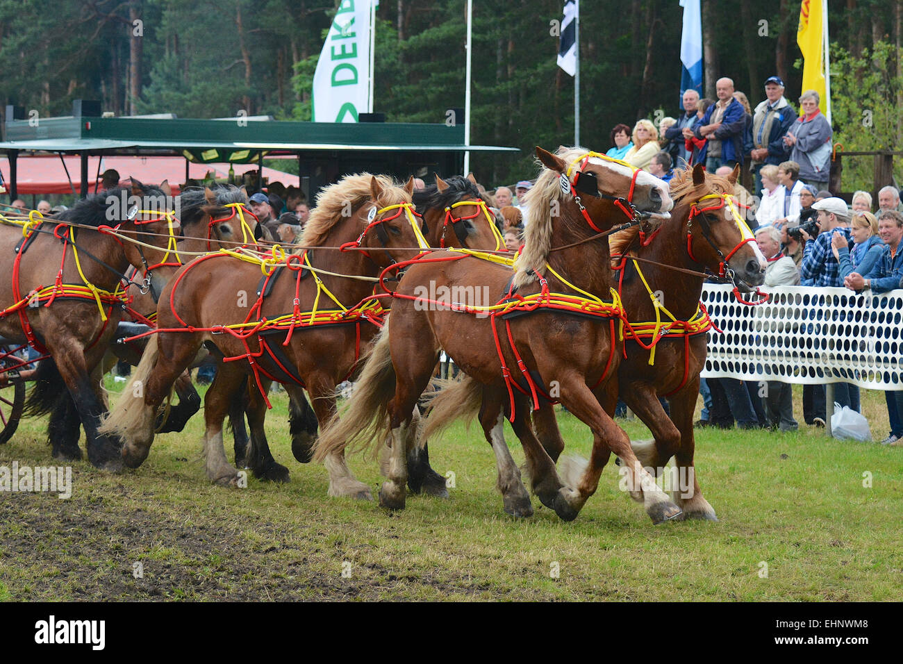 Draft horse horse hi-res stock photography and images - Alamy