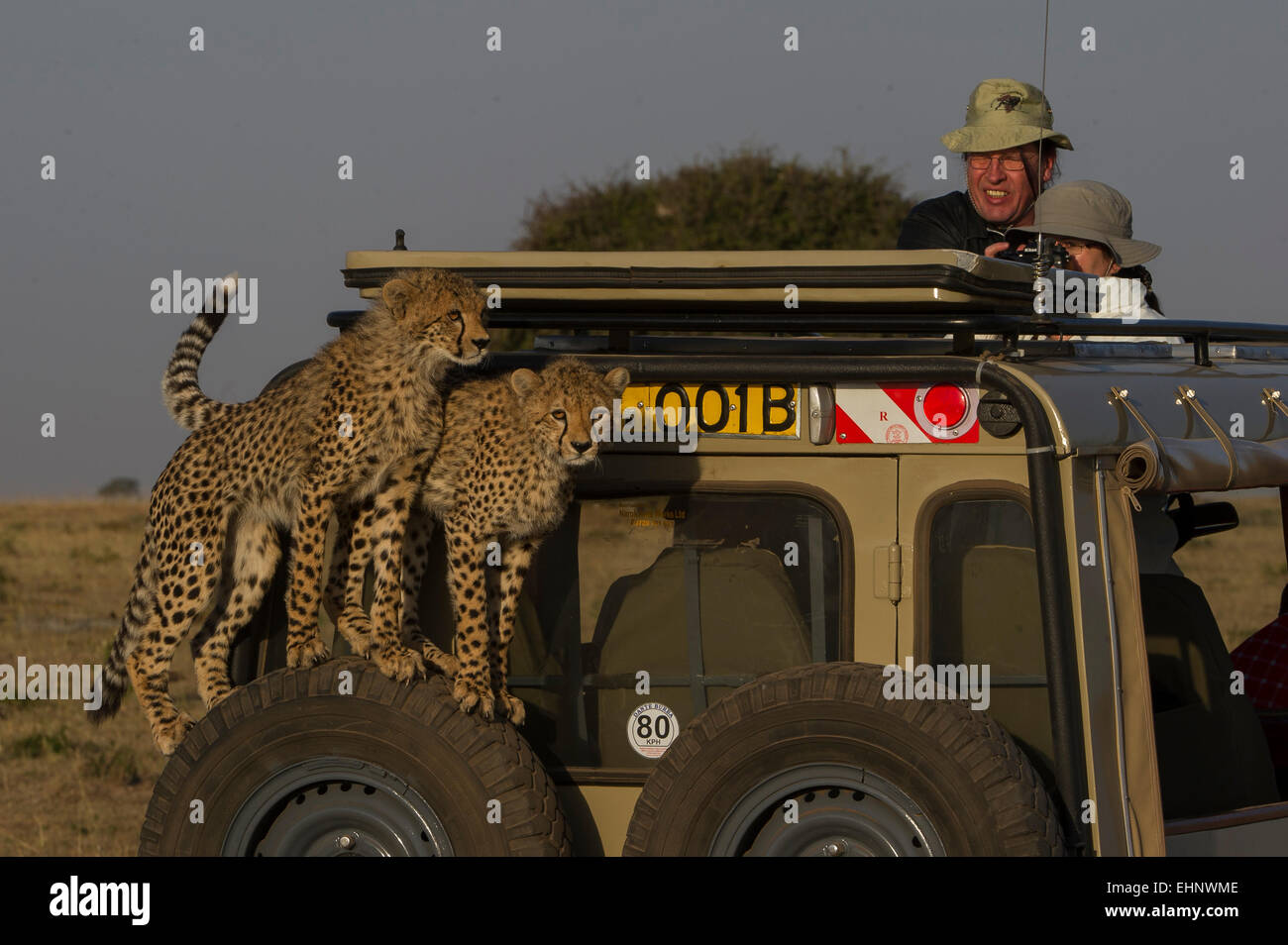 Cheetah, Gepard,Acinonyx jubatus,cubs on a jeep Stock Photo - Alamy