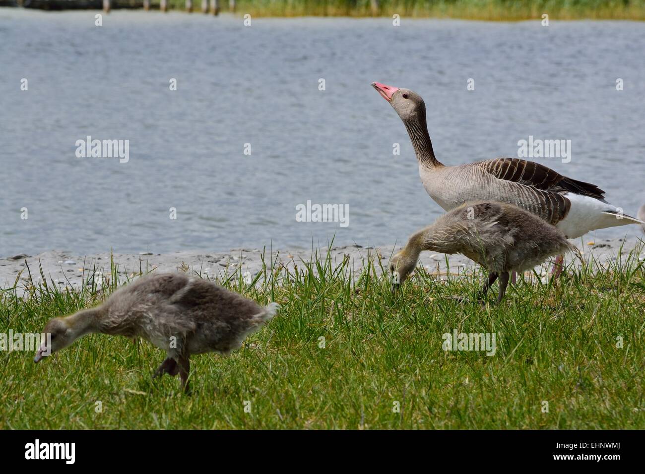 Sea geese hi-res stock photography and images - Alamy