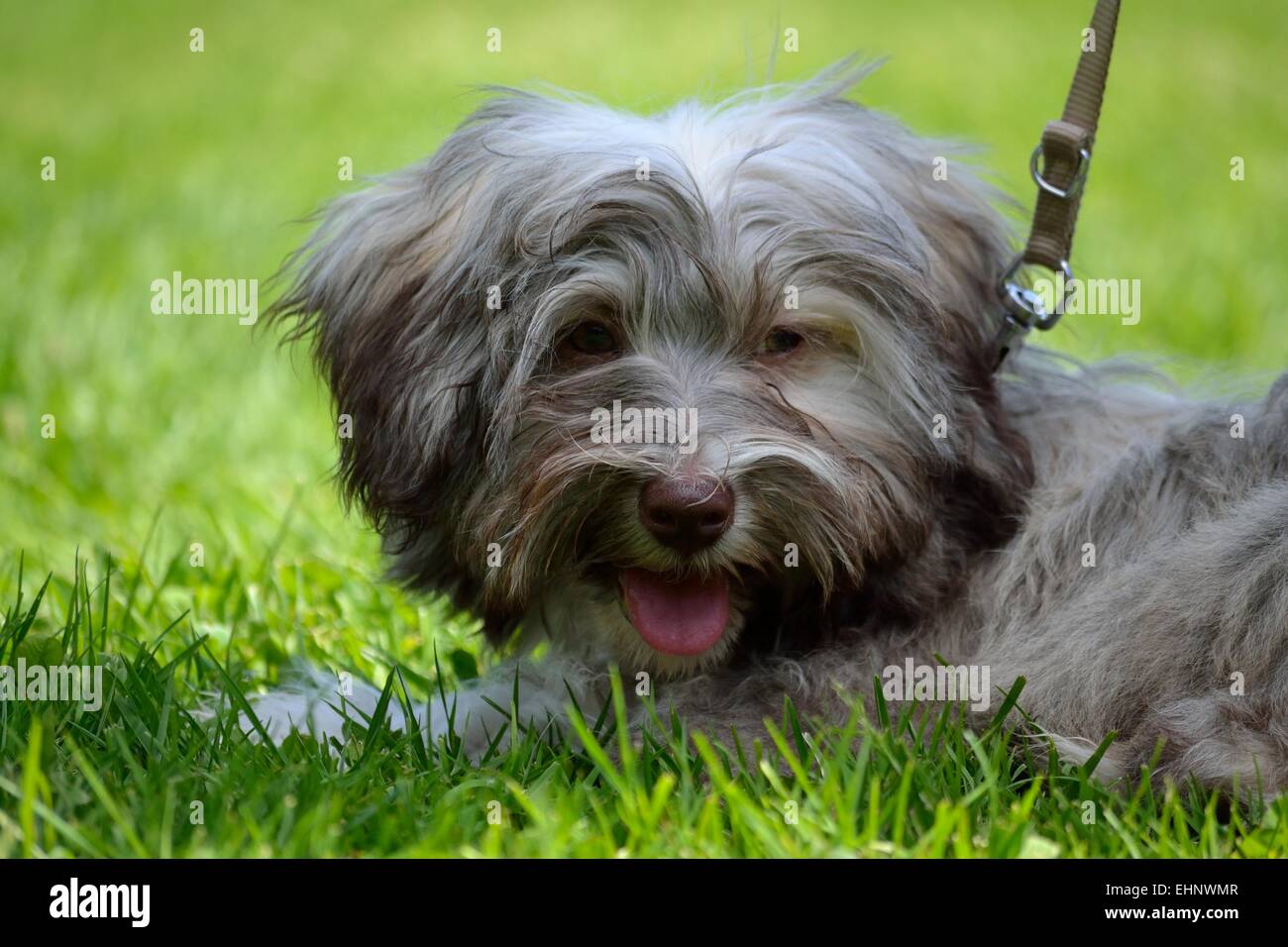 Gray grass hi-res stock photography and images - Alamy