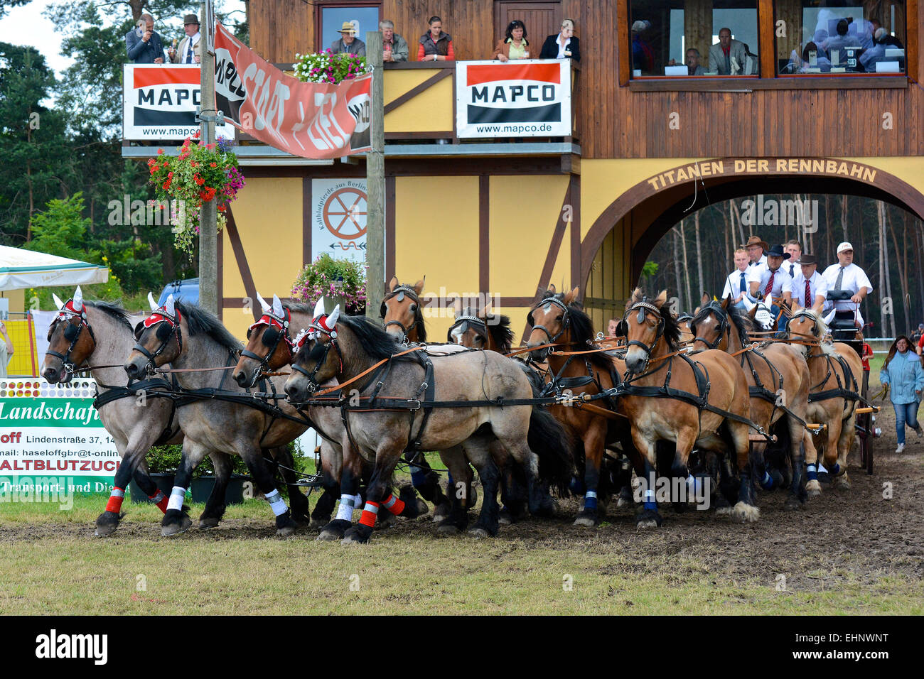Draft Horse Racing in Germany Stock Photo - Alamy