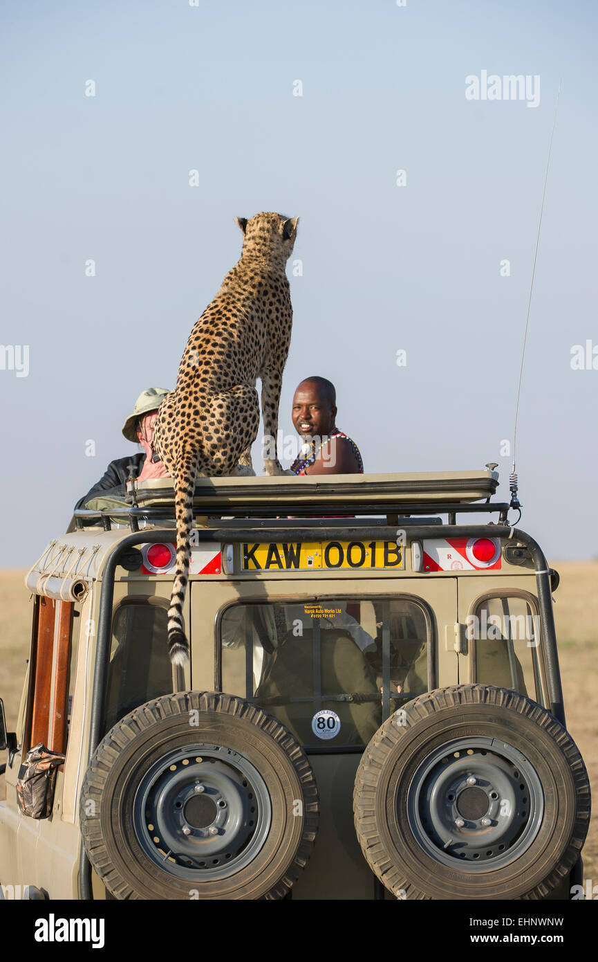 Safari south africa jeep cheetah hi-res stock photography and images ...