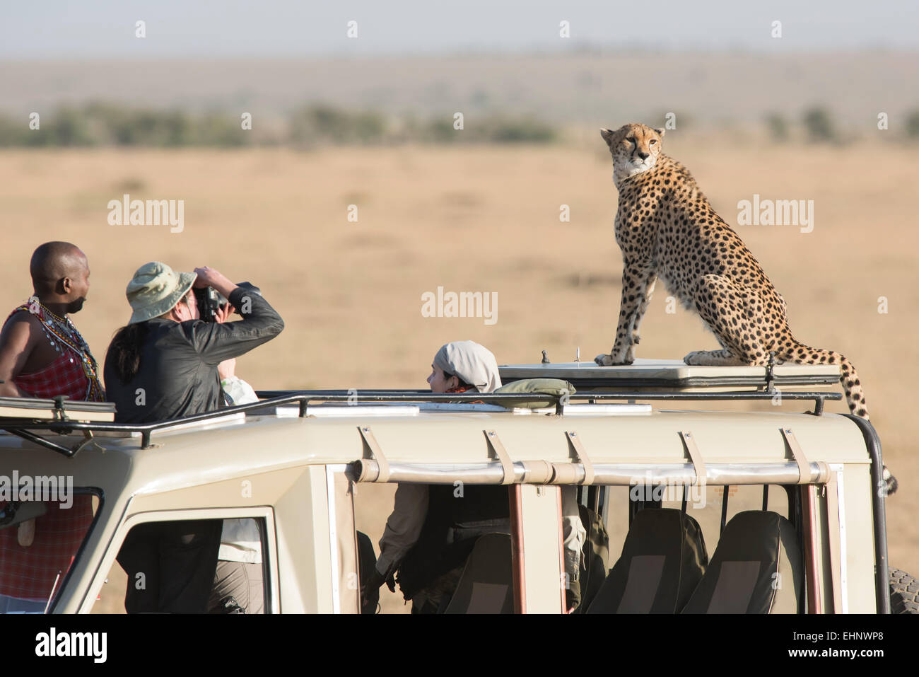 Safari south africa jeep cheetah hi-res stock photography and images ...