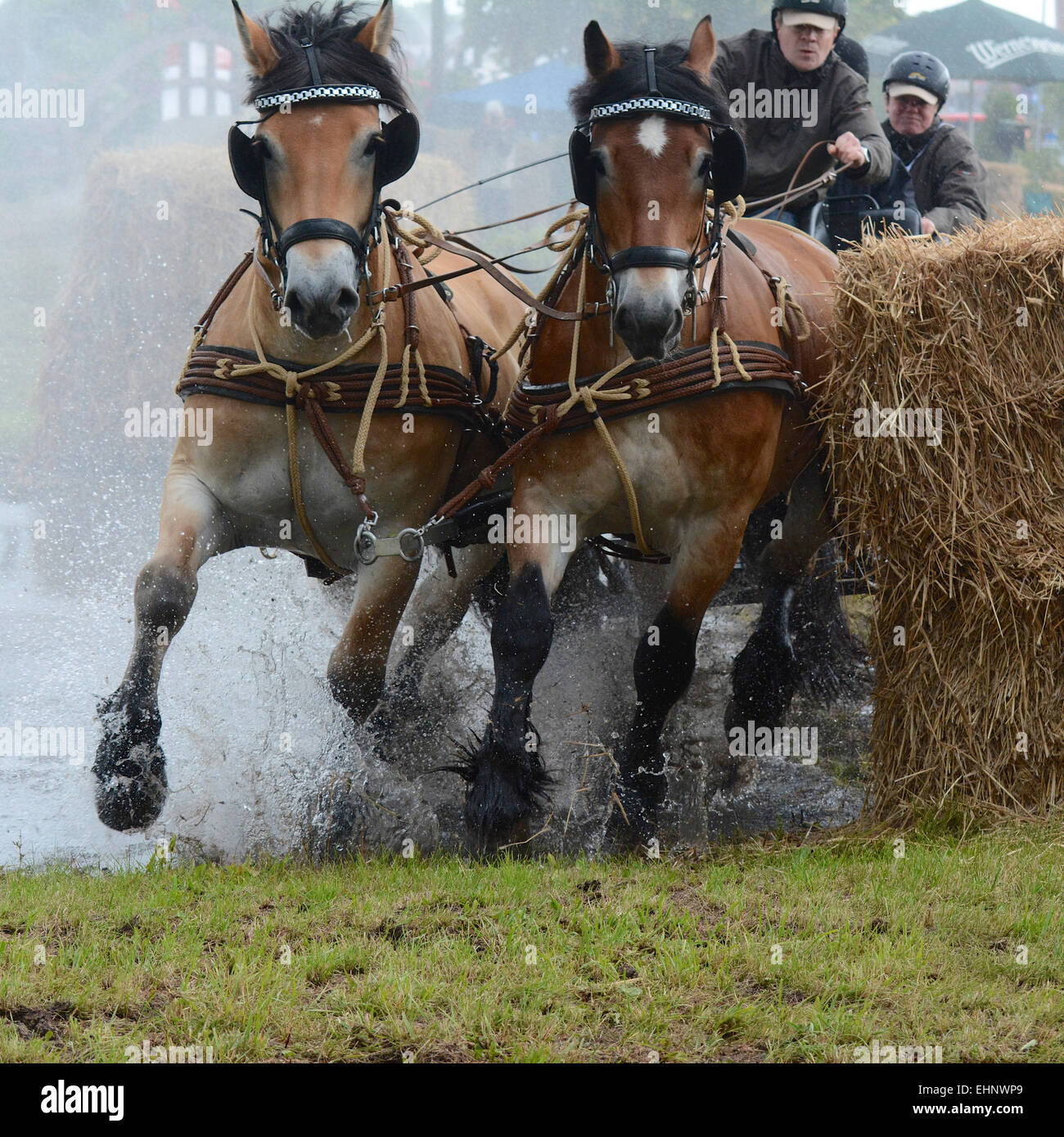 Horse obstacle racing hi-res stock photography and images - Alamy