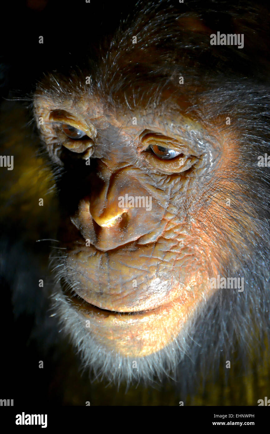 Chimpanzee face to face hi-res stock photography and images - Alamy
