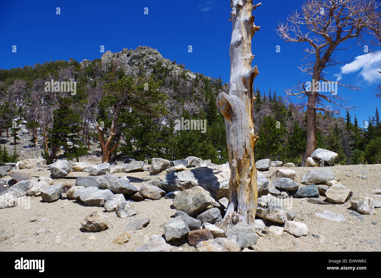 USA - Yellowstone dead tree Stock Photo - Alamy