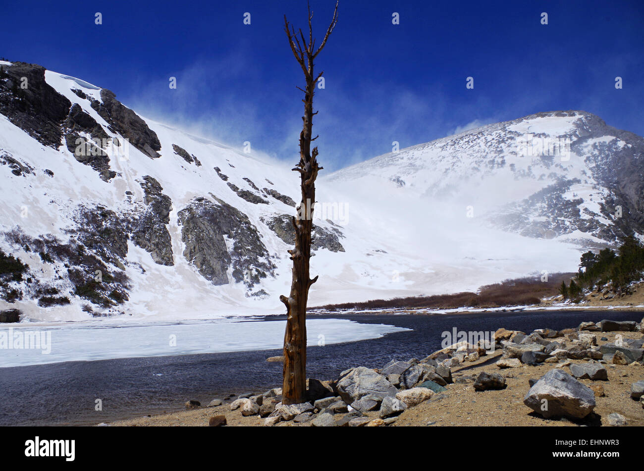 Blue travel death tree hi-res stock photography and images - Alamy
